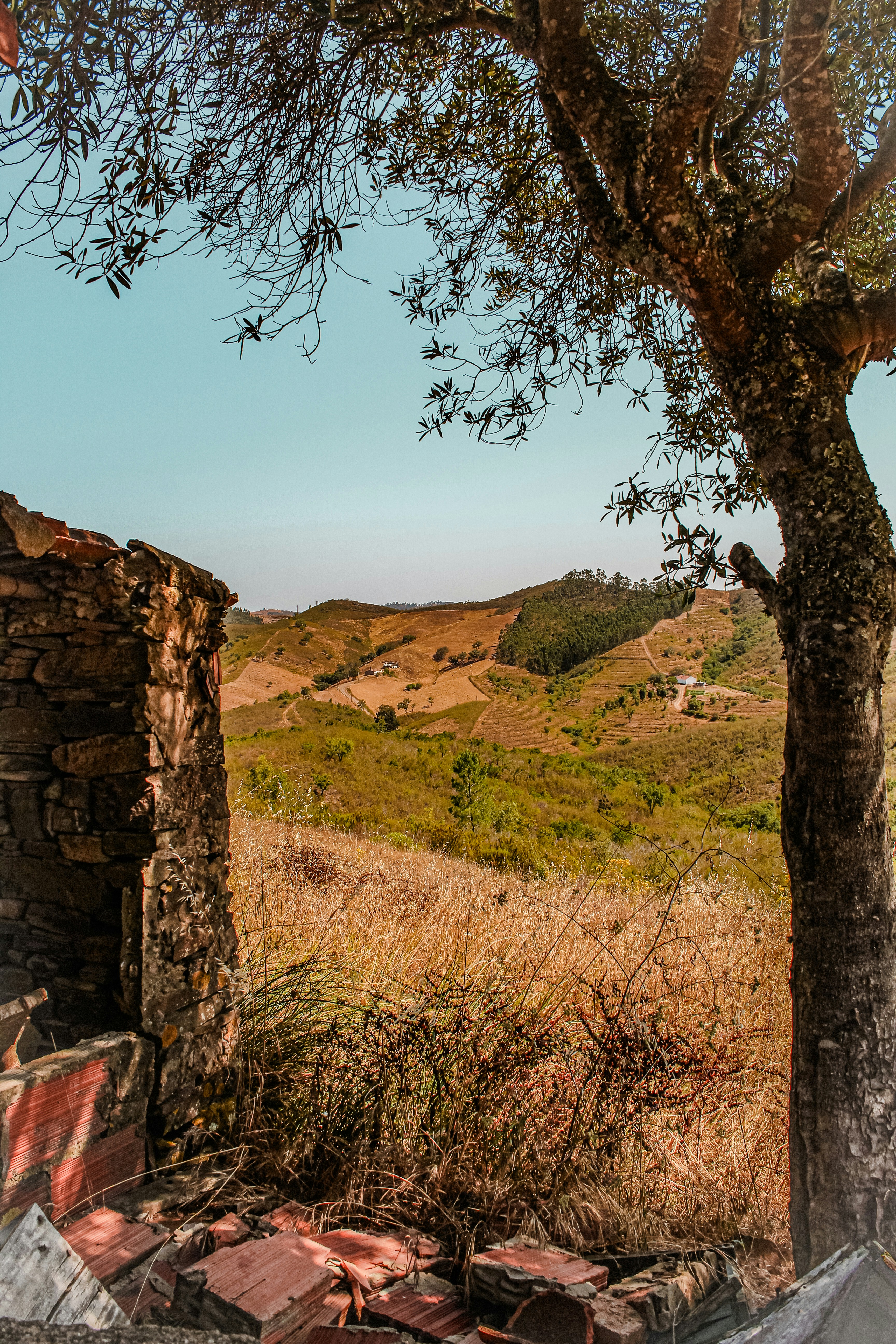 Between Ruin and Vineyard: A Quiet Prospect through the Arching Olive