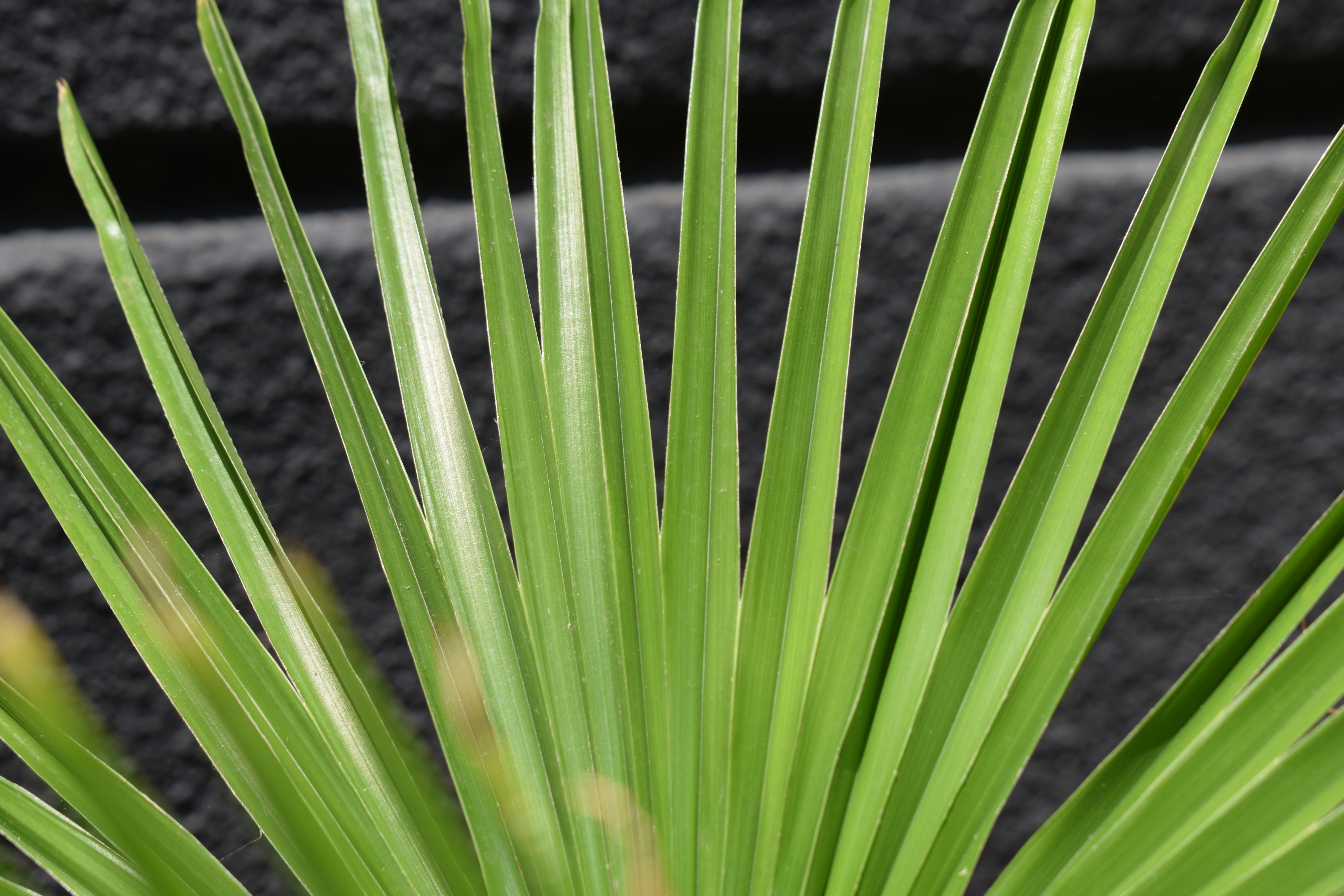 Emerald Crown: A Close-Up of Desert Palm Foliage
