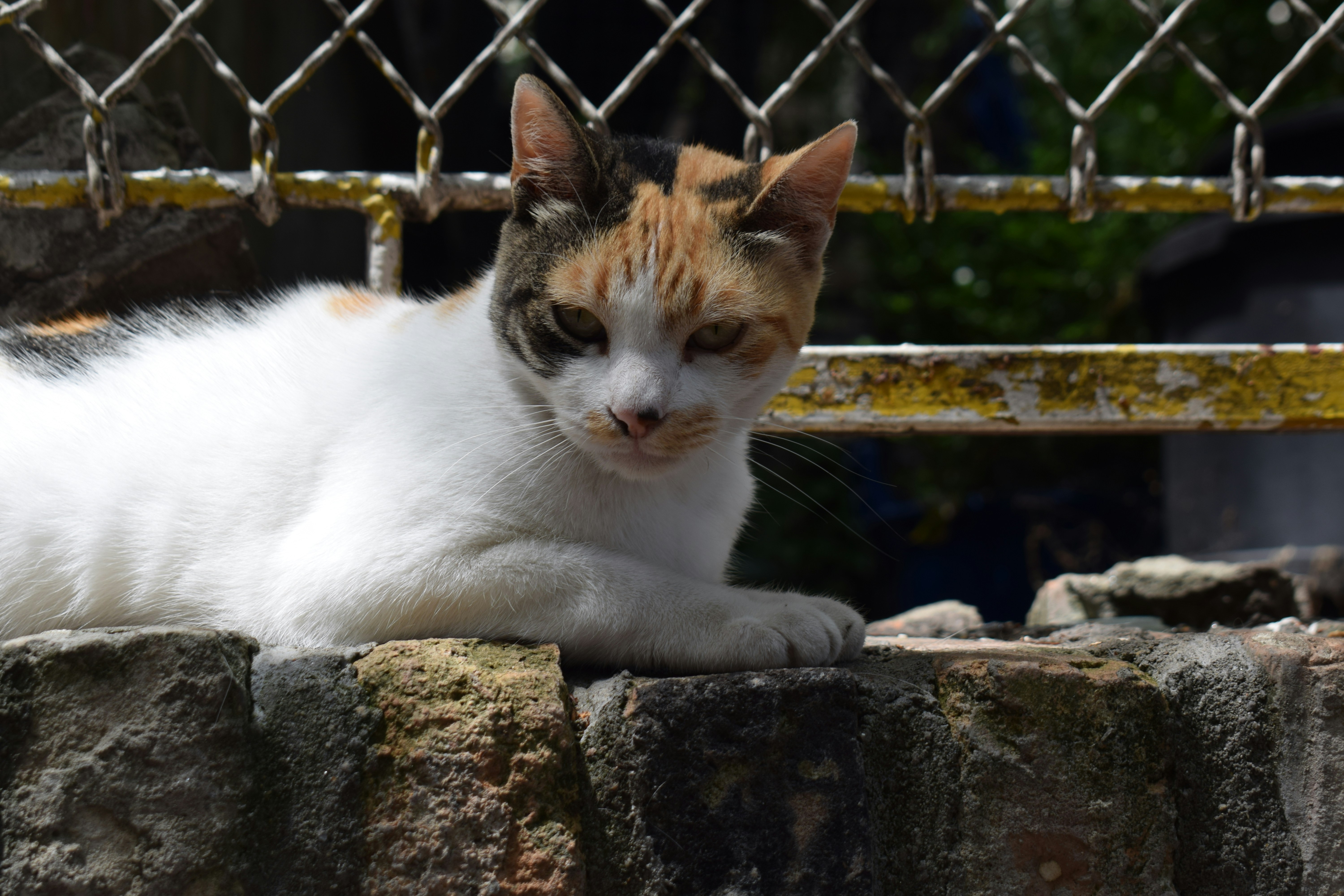 Sunlit Calico Watcher Loafing on the Quarry Wall
