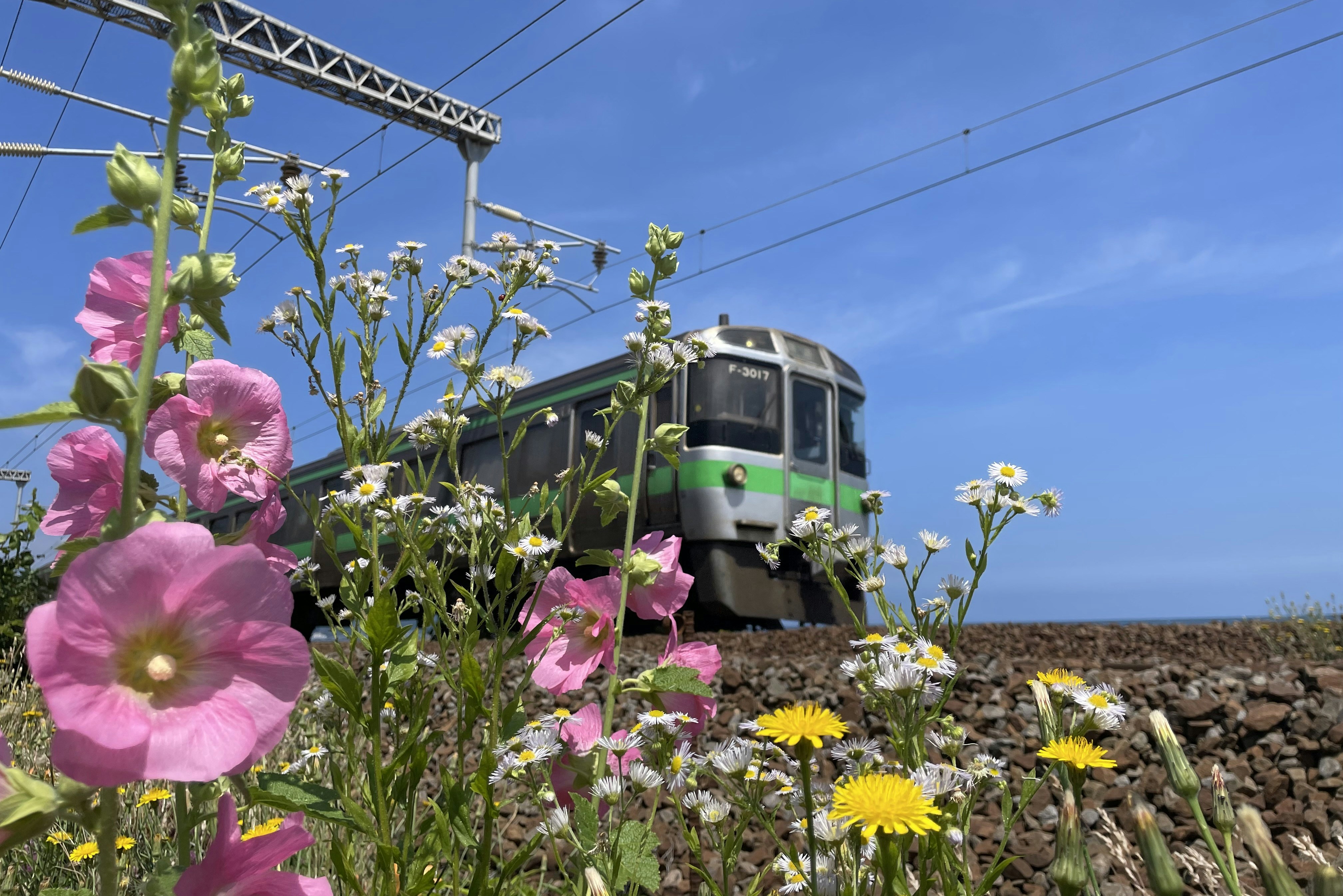 A lone green-and-white locomotive glides past a field of pink hollyhocks and yellow dandelions by the coast