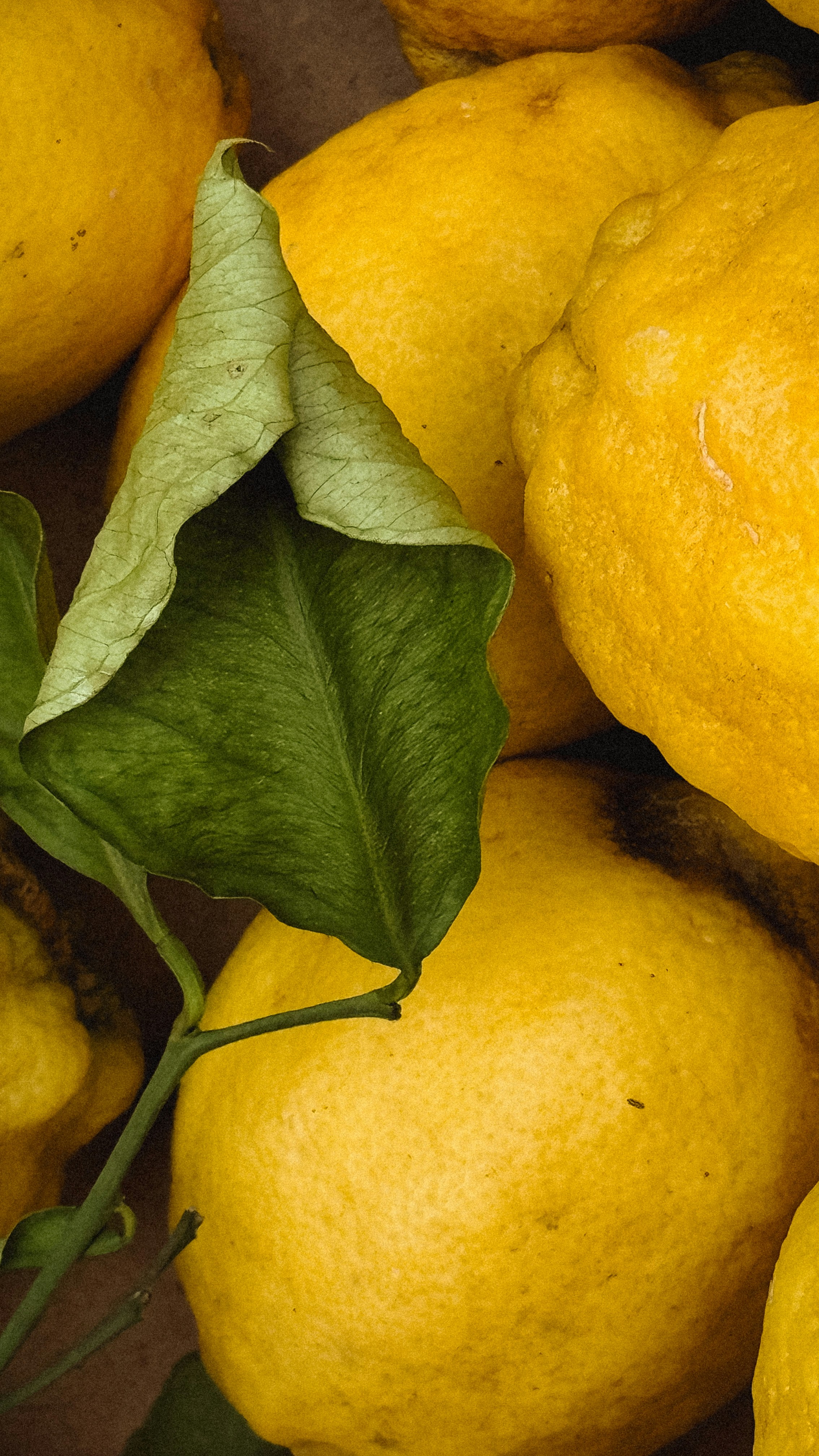 Green Leaf Amid Golden Orbs: Lemons in Close-Up