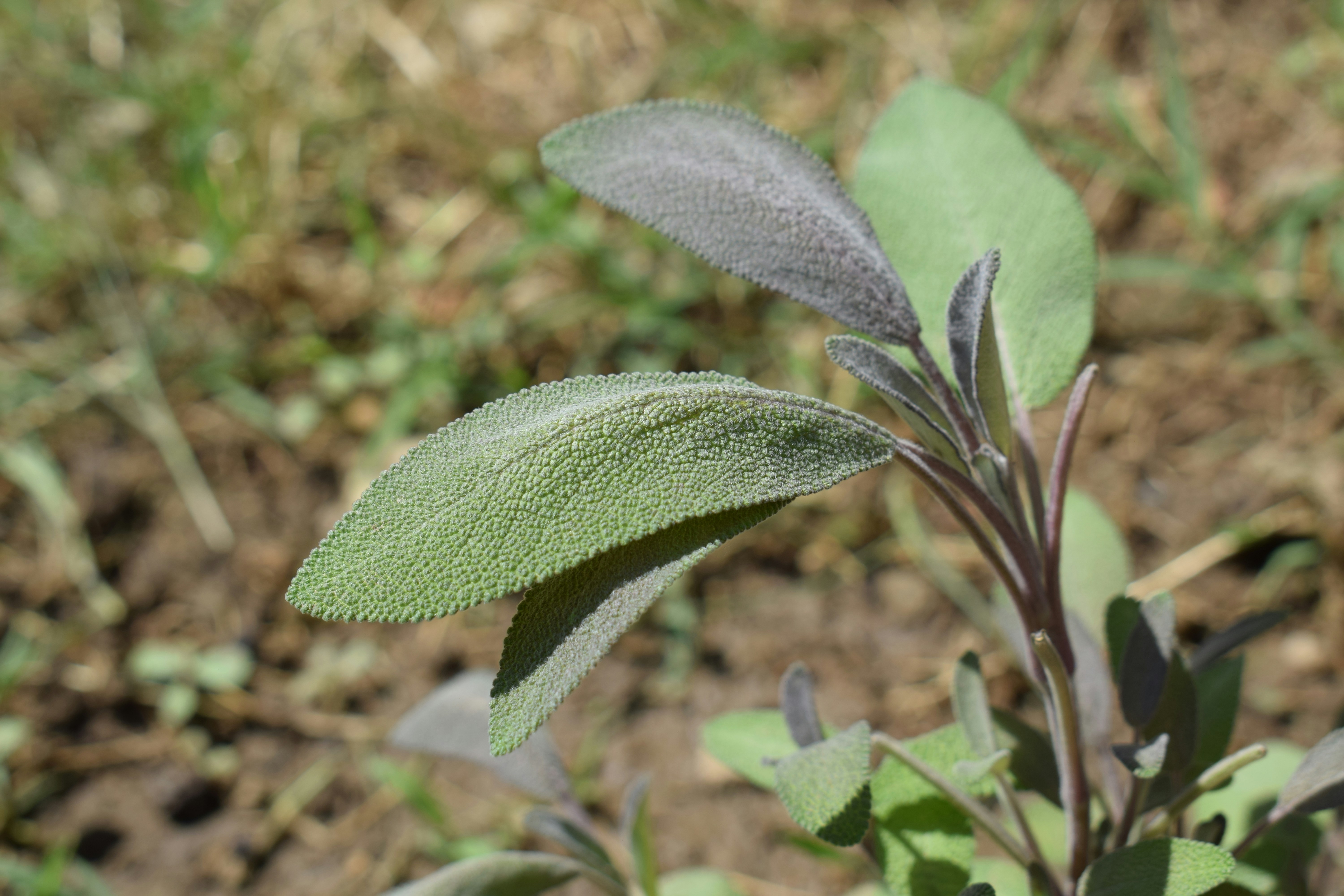Tender sage at the edge of sunlit soil
