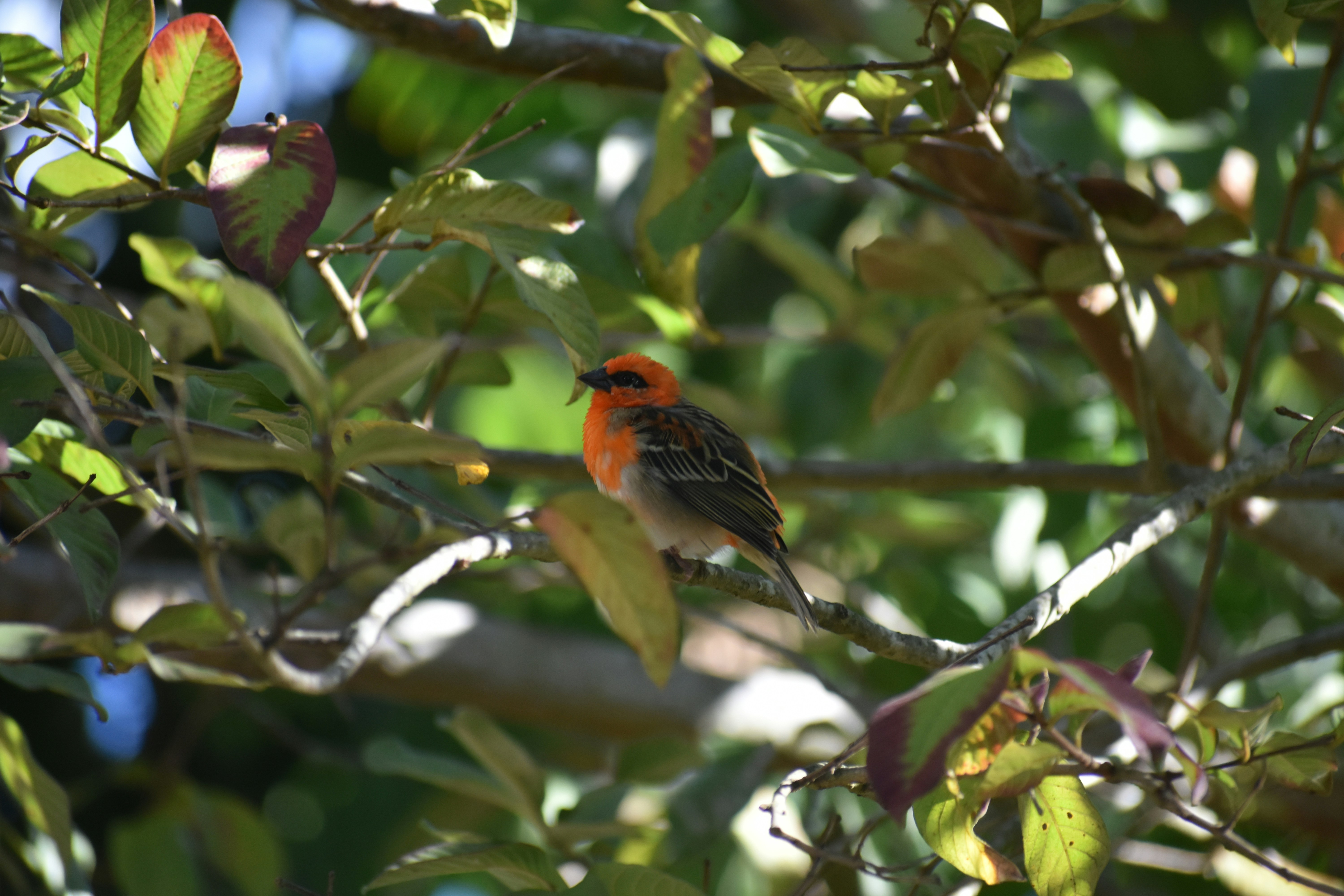 Fiery Robin amid Green Canopy