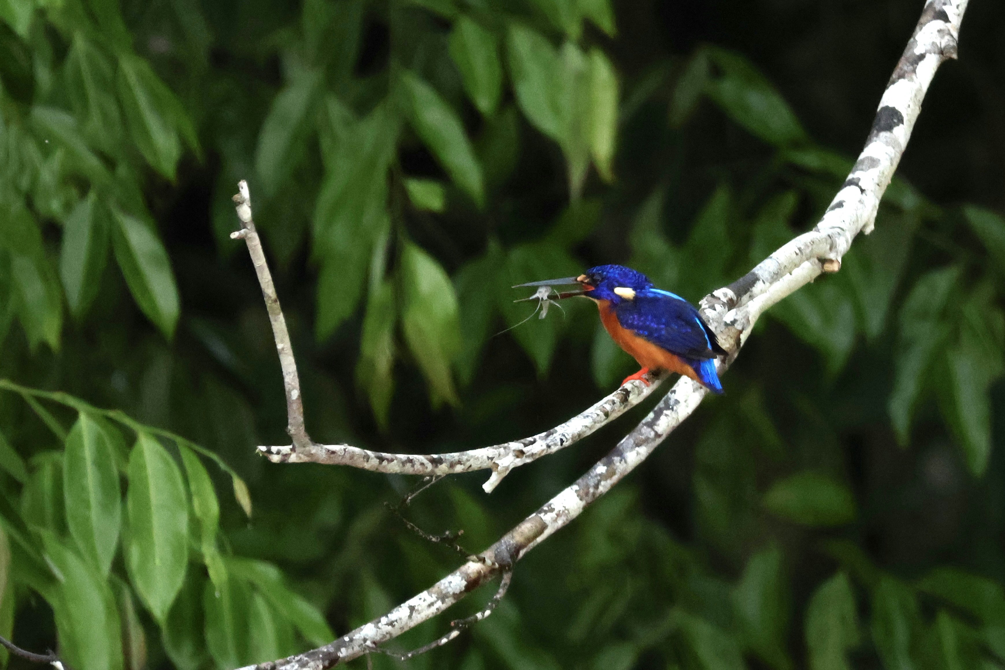 Azure Kingfisher on a Curved Branch