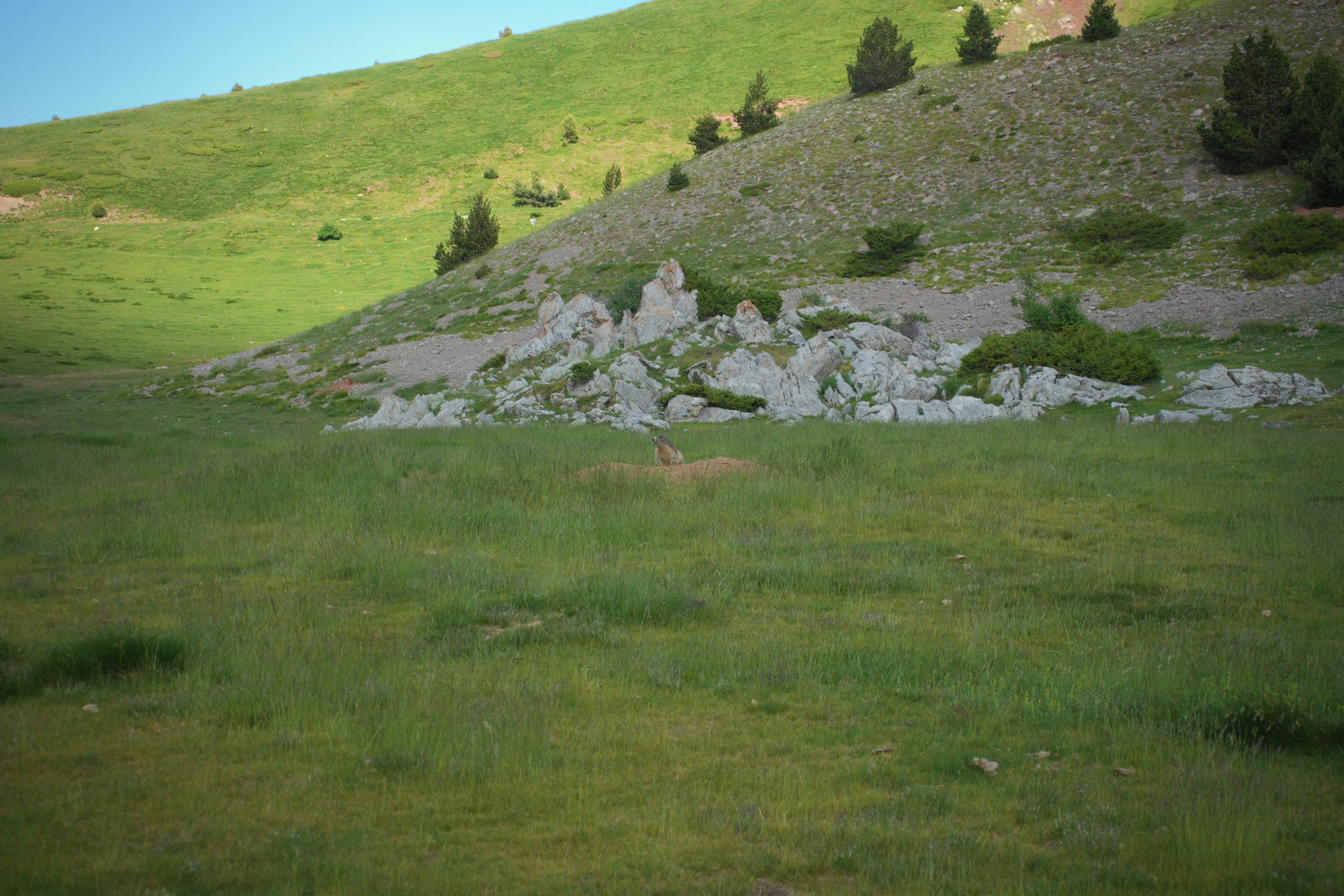 Ridge Meadow Sentinel