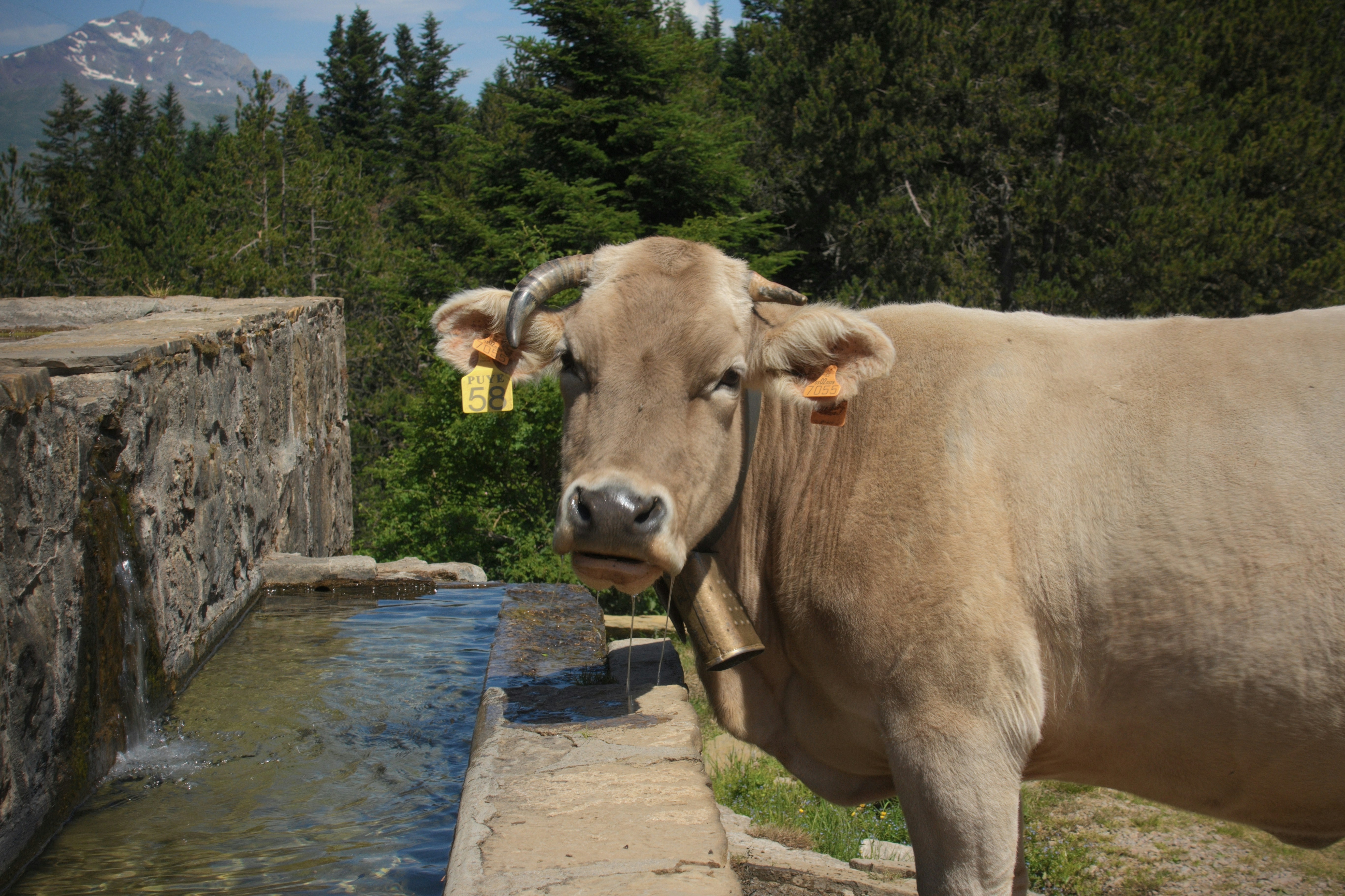 Gentle Gaze by the Water: A Cattle at Rest beside a Mountain Stream