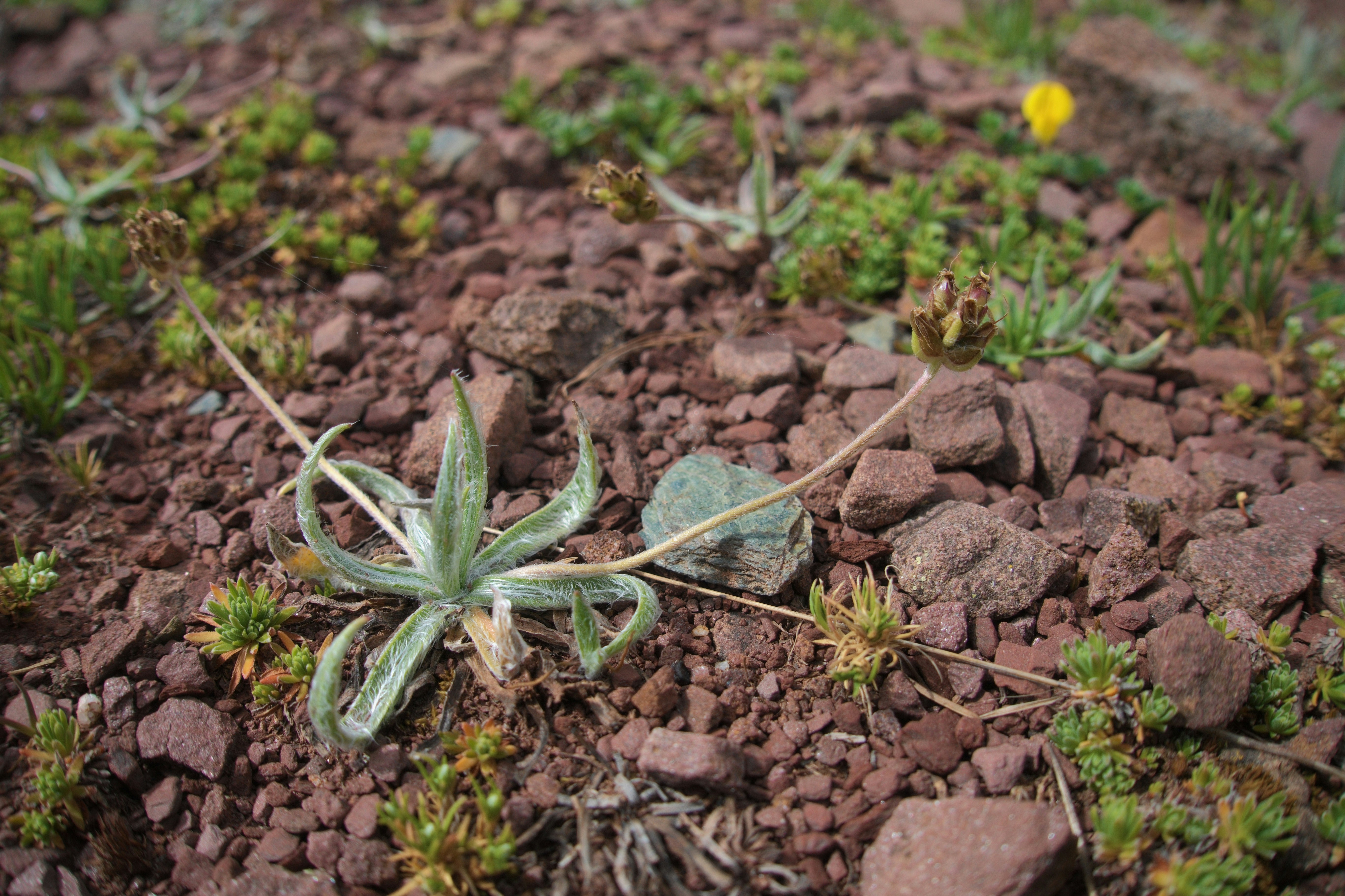 Desert Rosette on Stony Ground with Tiny Succulents