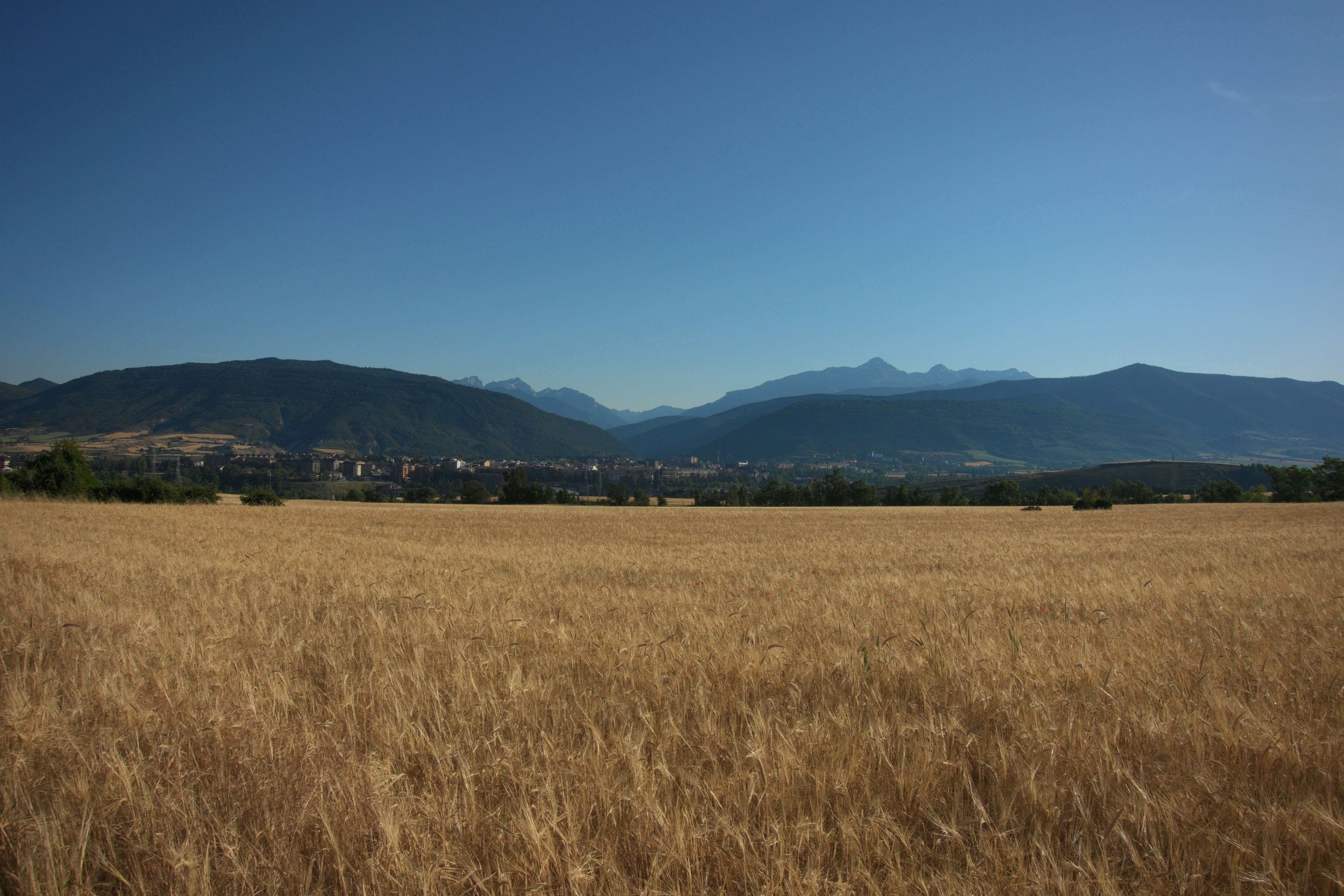  Golden Field Under an Expansive Mountain Sky