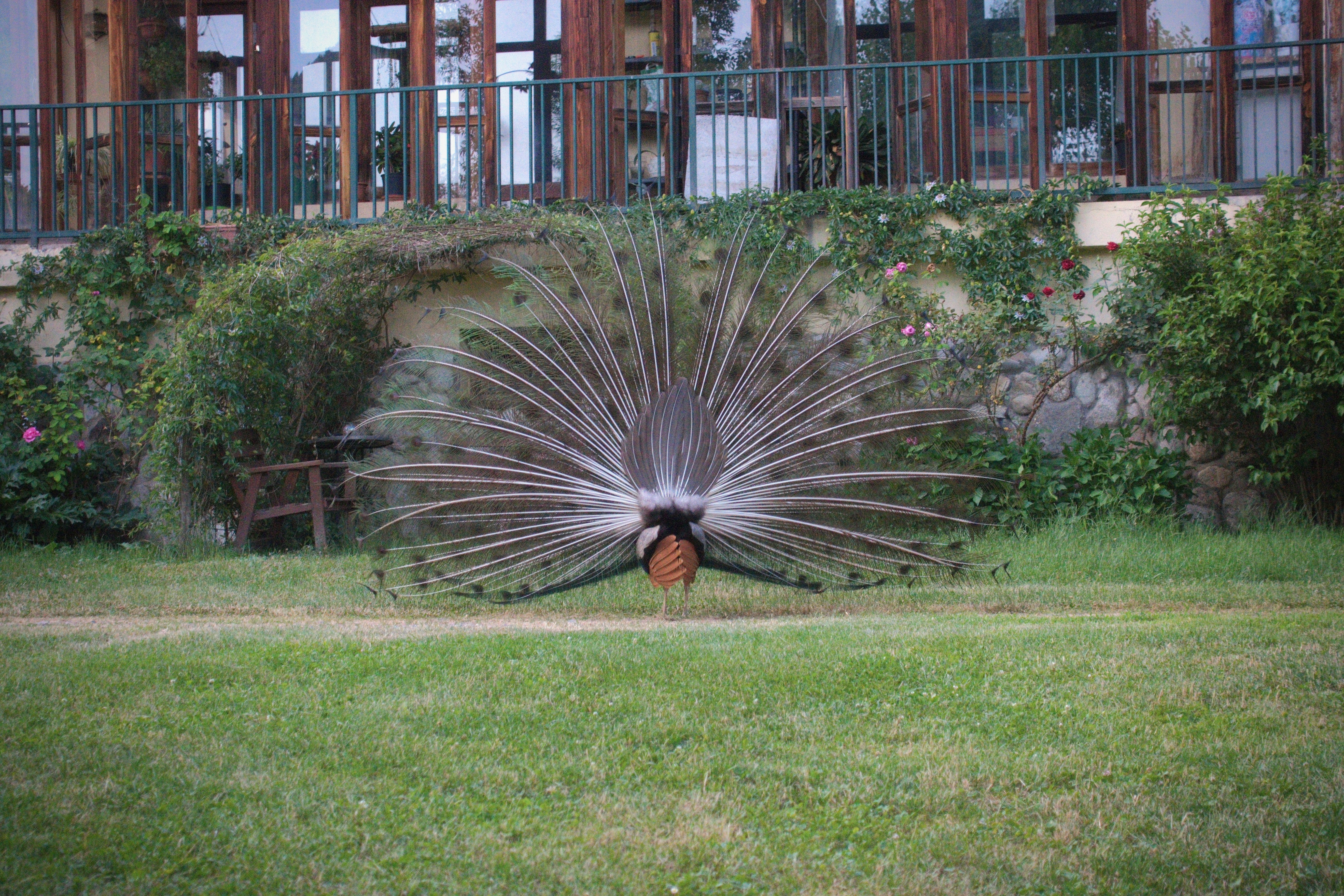 Radial Symmetry: A peacock’s Display Across a Green Lawn
