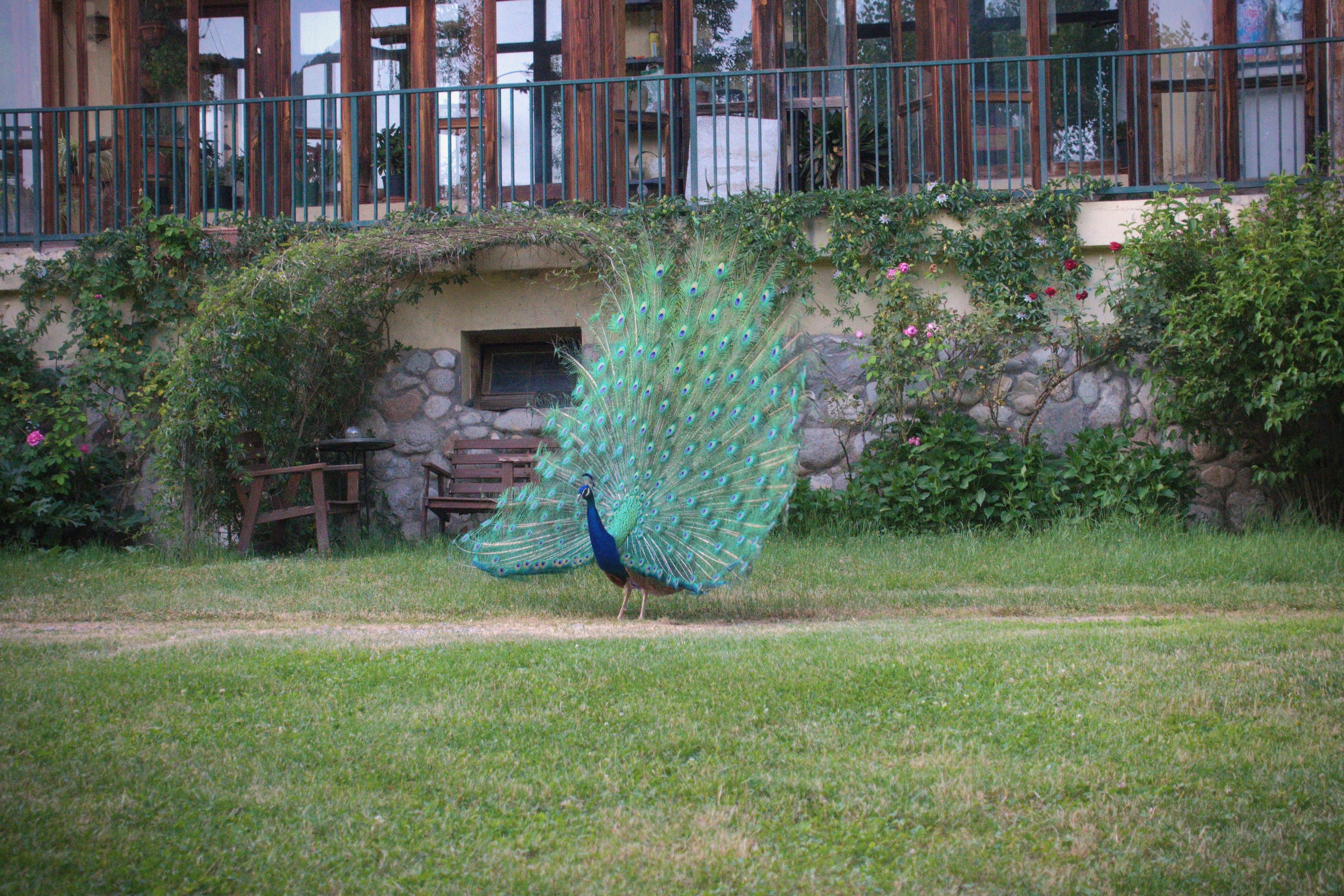 Emerald Display: A Peacock Unfurls Its Tail by the Garden Terrace