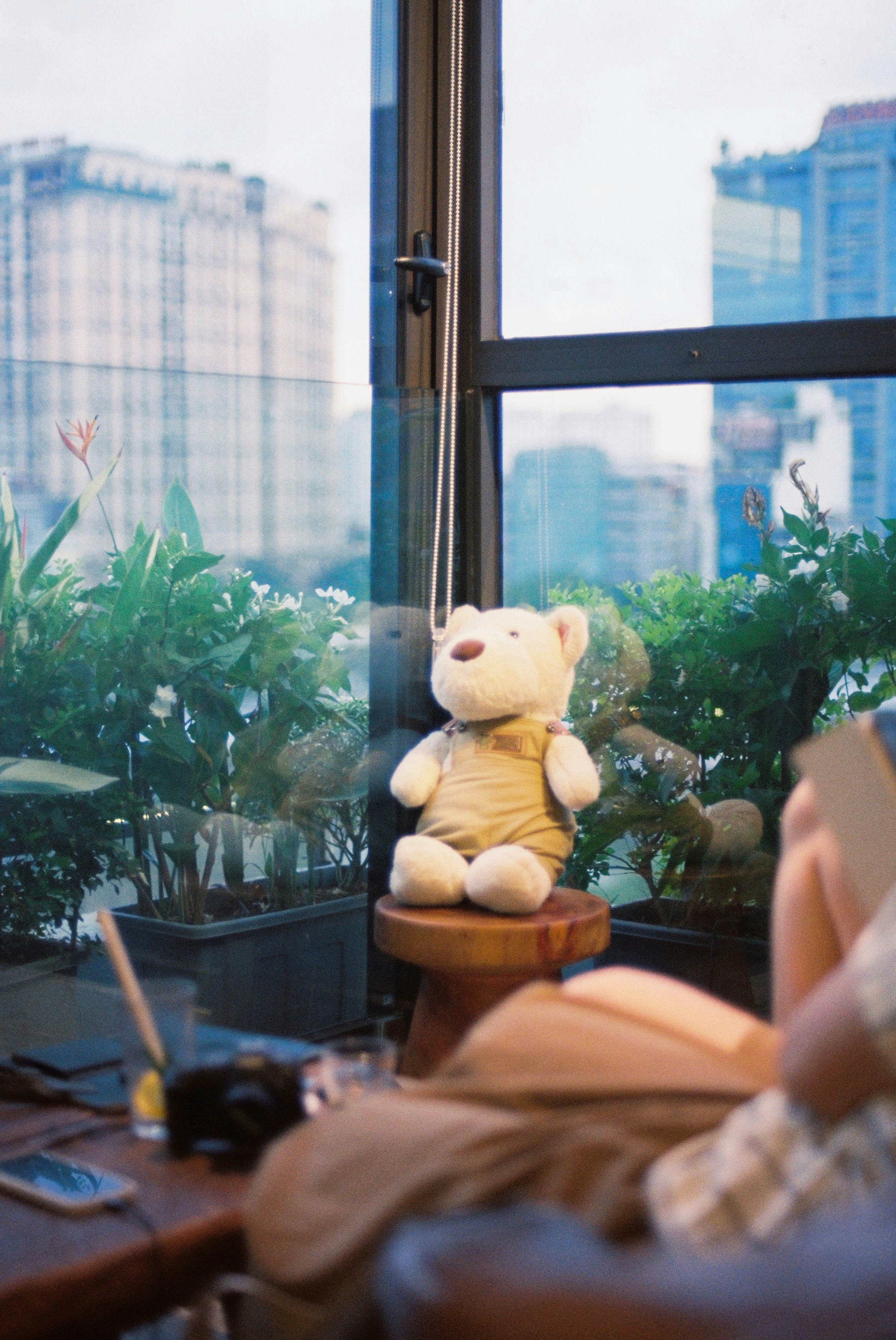 Teddy on a windowsill: plush observer overlooking the city