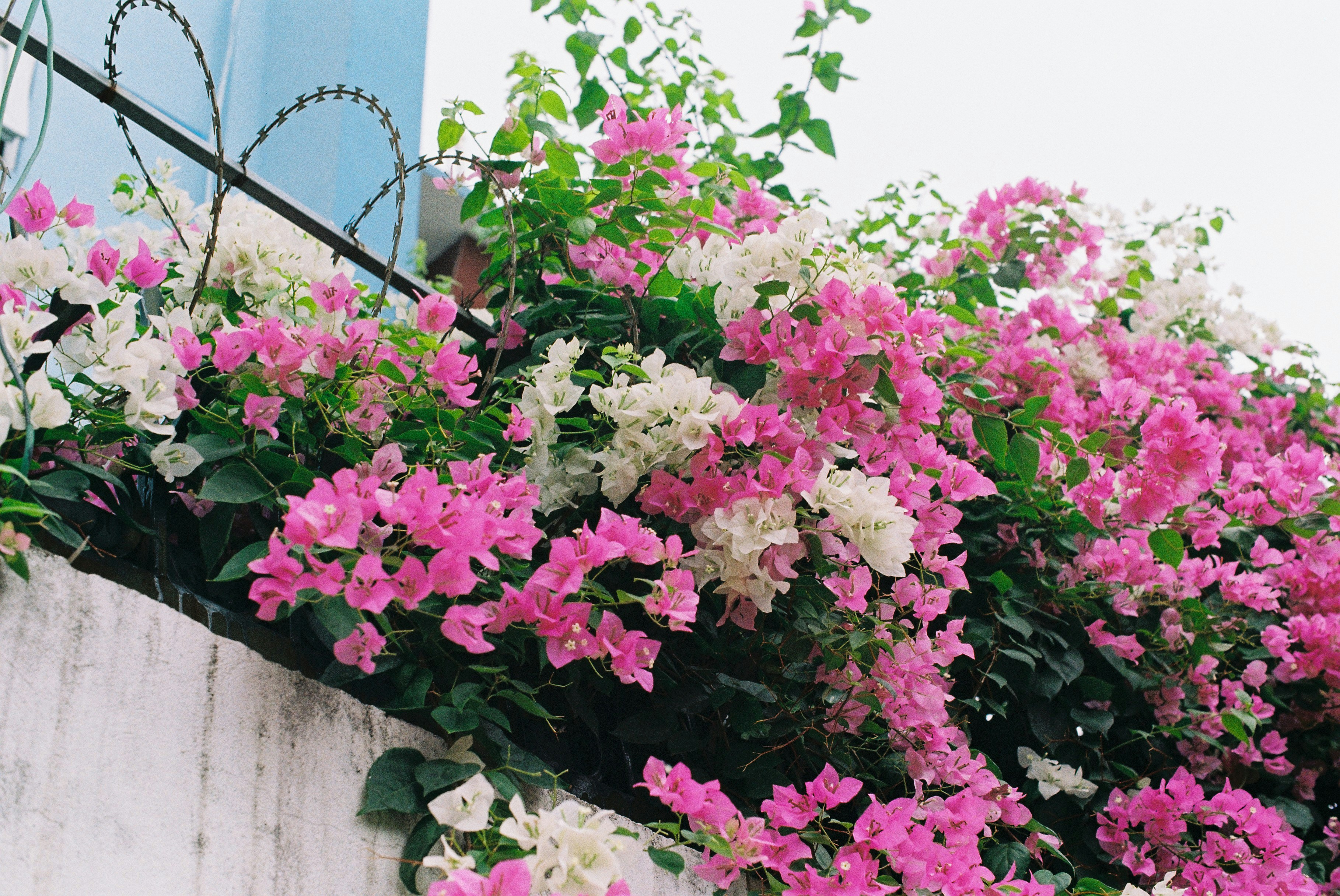 Bougainvillea cascade over a sunlit courtyard wall