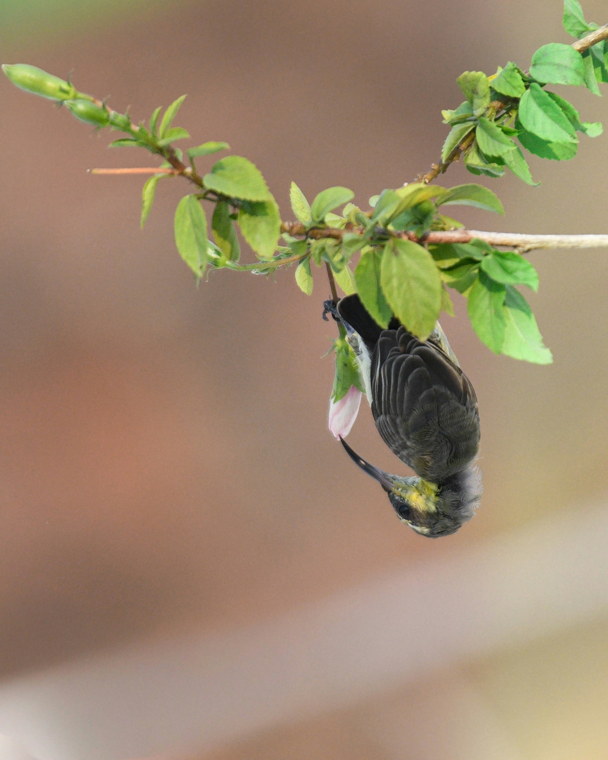 Hanging by a Whisper: A Downturned Warbler on a Tender Branch