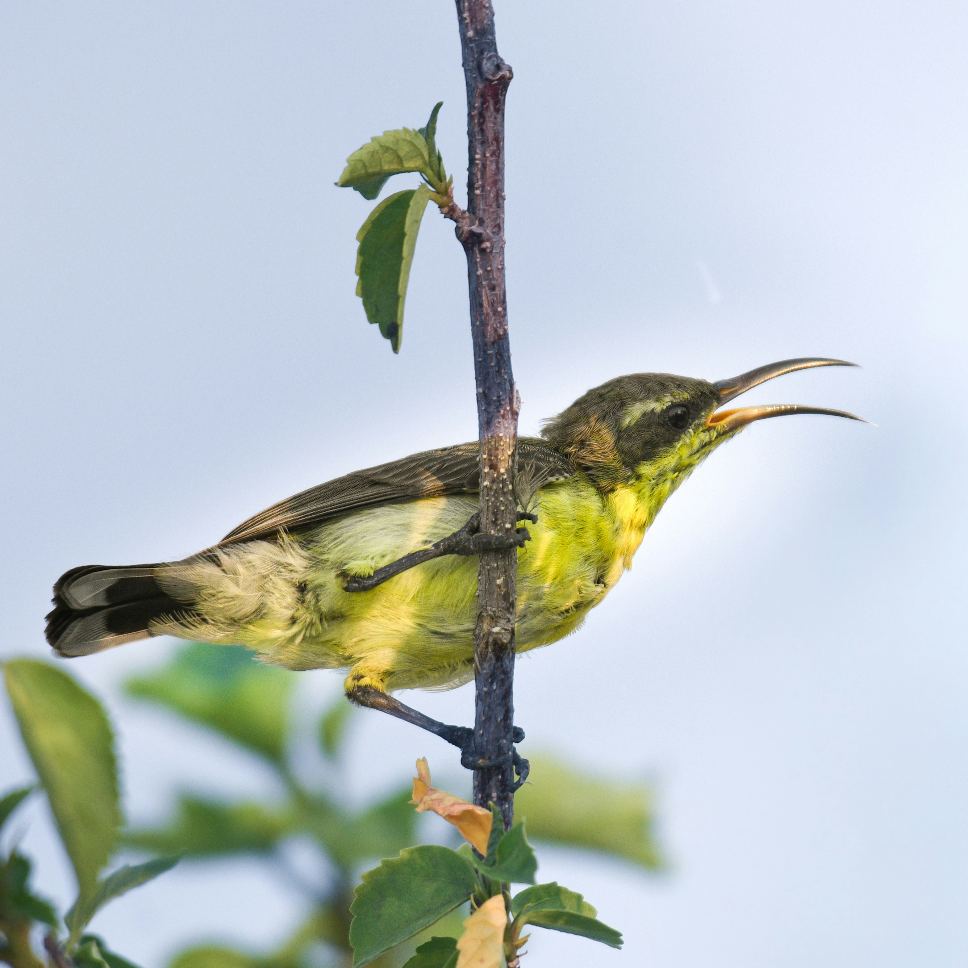 Yellow-throated Warbler Sing on a Thin Branch