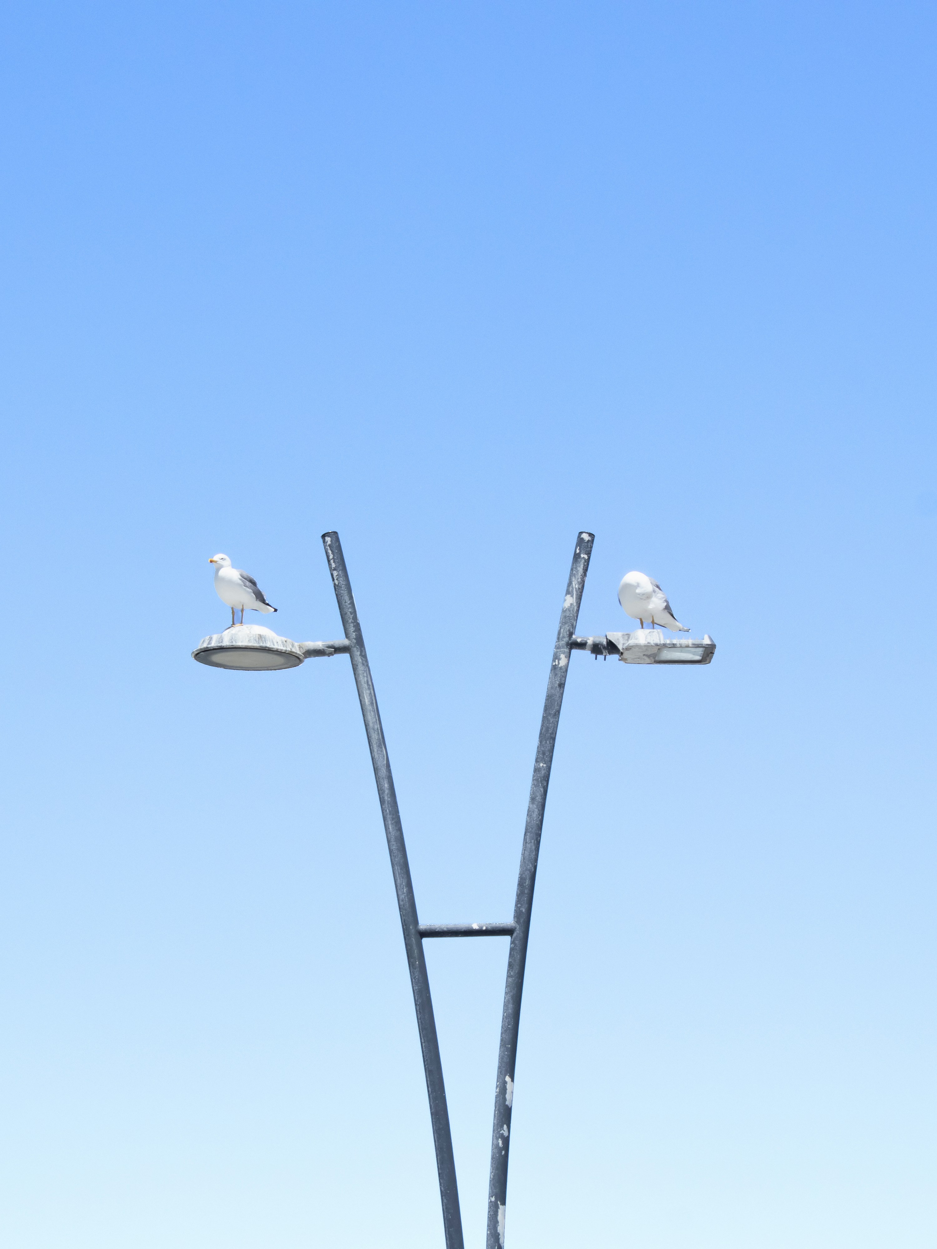 Twin Perchers Against a Clear Sky