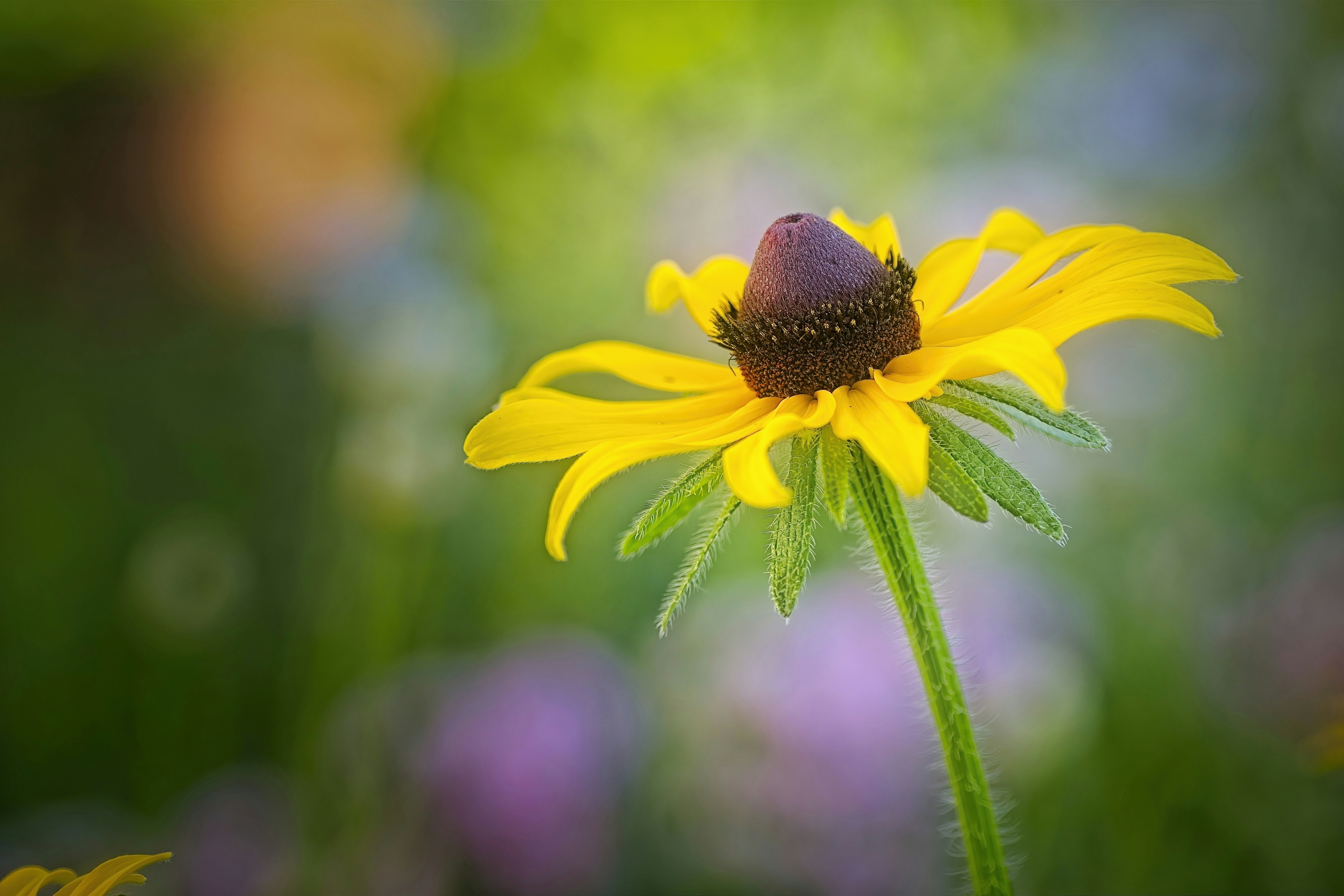 Bright yellow sunflower with a dark centered disk stands in sharp focus against a blurred garden background. The shot emphasizes the flower head and green stem, with painterly bokeh cues suggesting a garden scene.
