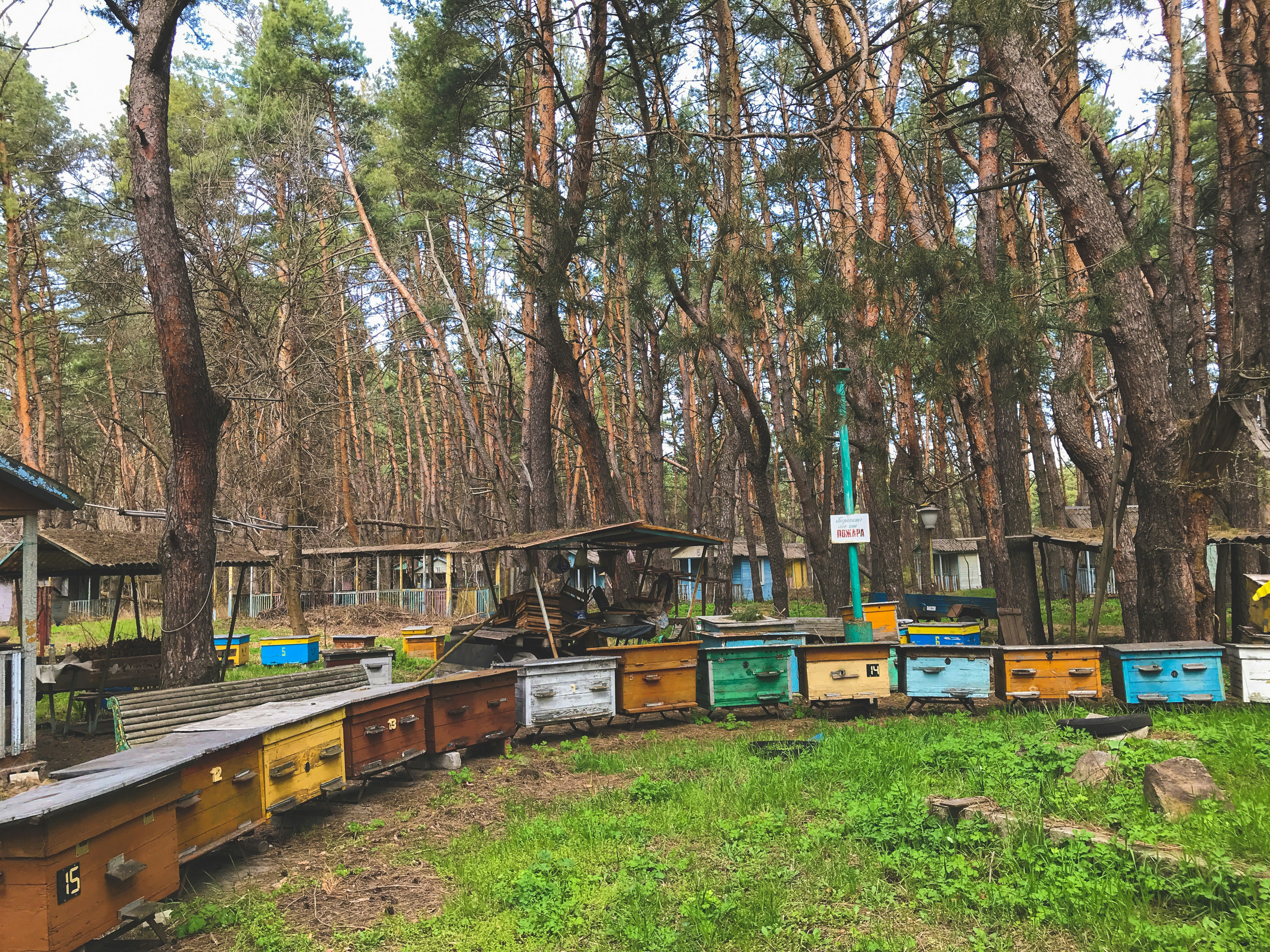 Row of colorful beehives arranged along a grassy patch under tall pines, with rustic wooden shelters and a few signs in the background.