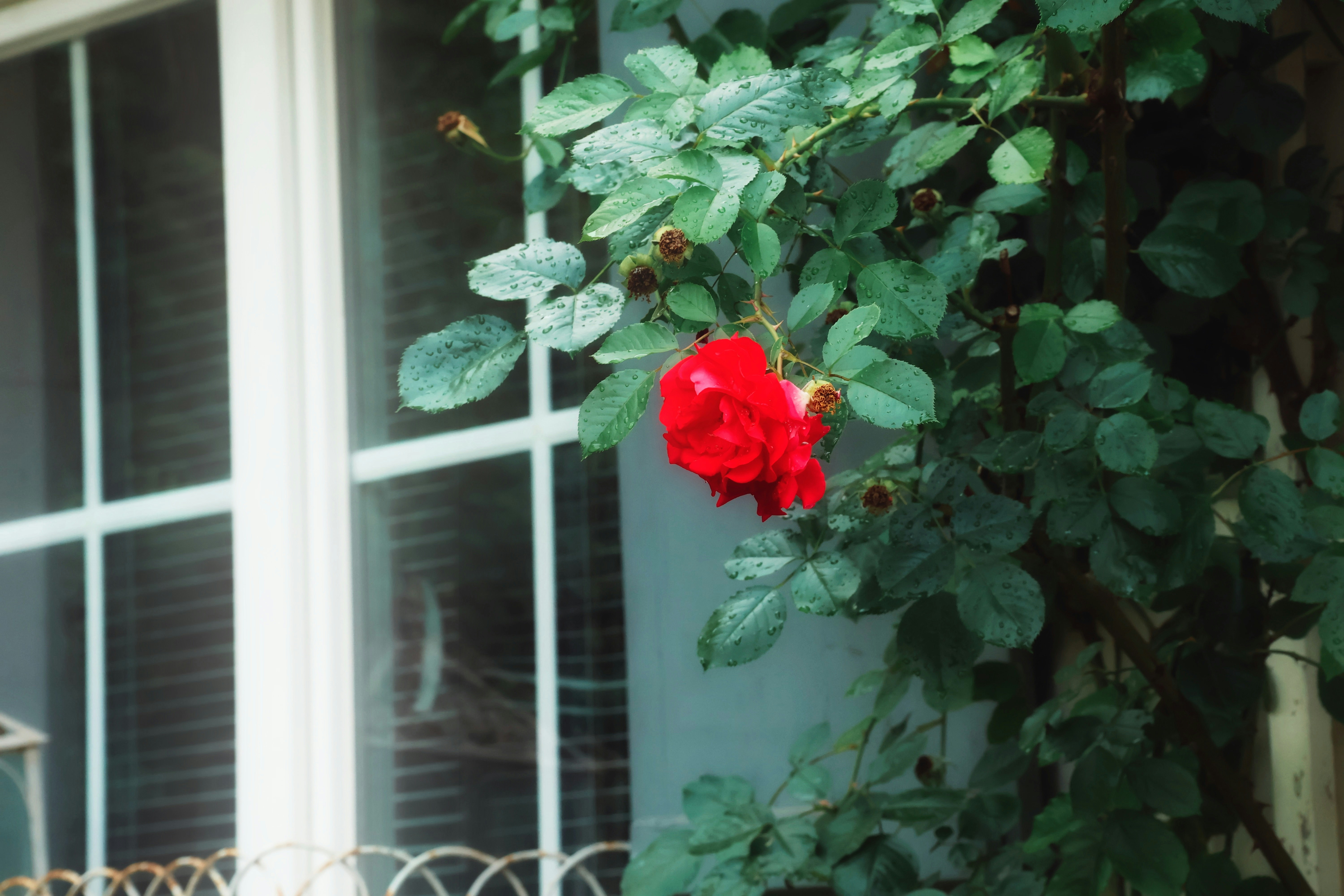 Crimson Rose in Quiet Garden Framing