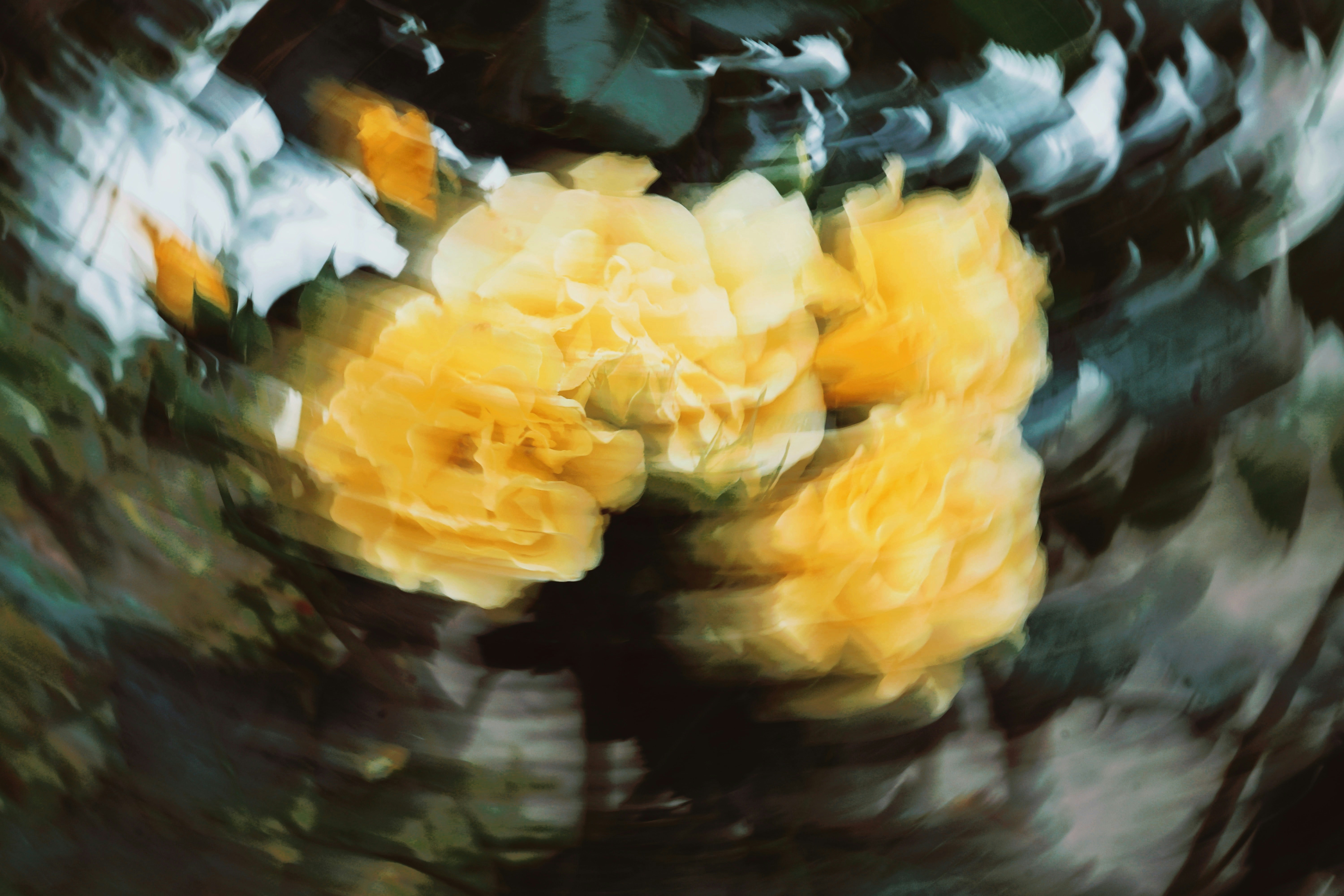 Bright yellow flowers blur into a painterly swirl, suggesting motion and color rather than sharp detail. Abstract floral impression with soft edges and a warm palette.