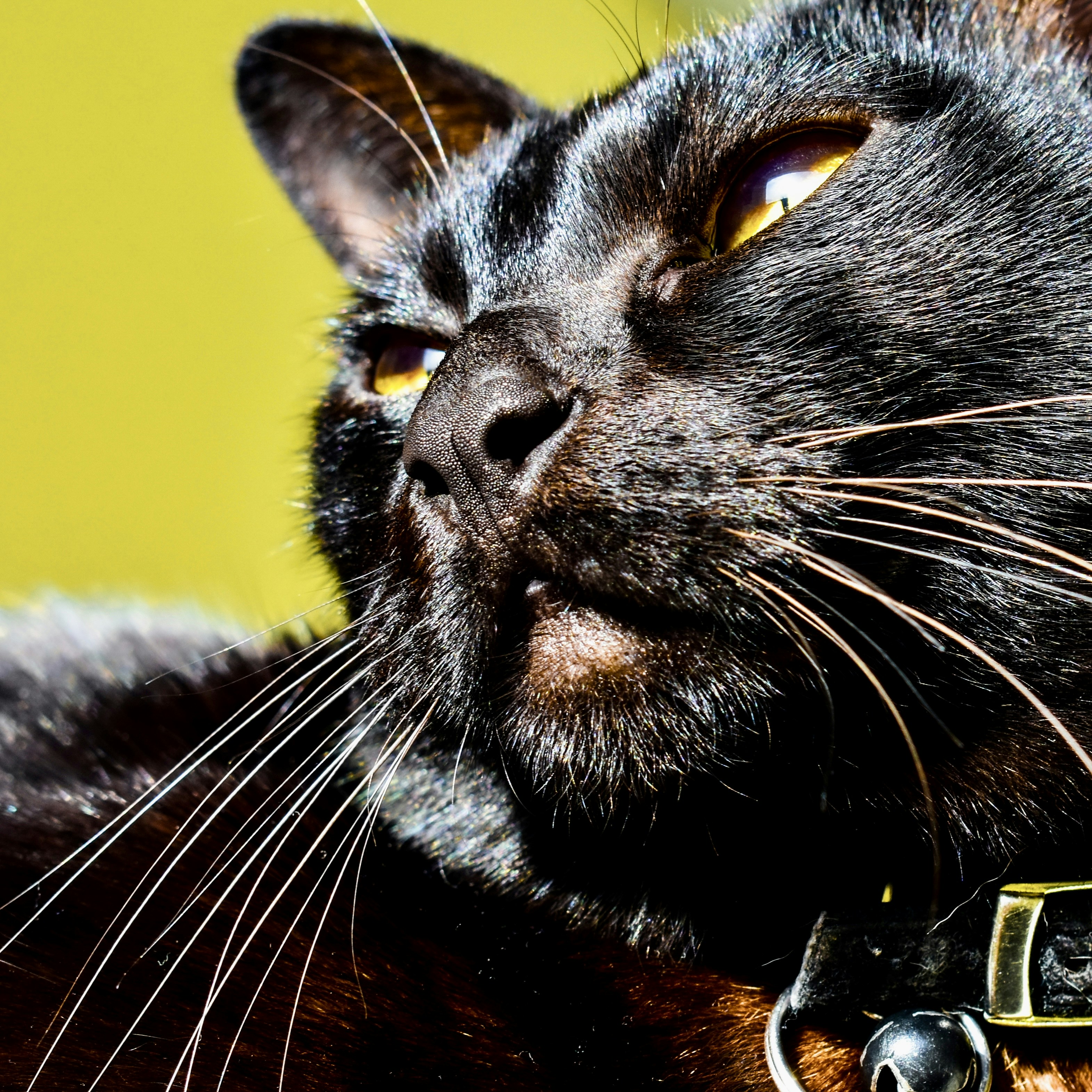 Golden-Elephant Eyes: A Black Cat’s Gaze Under Sunlit Whiskers