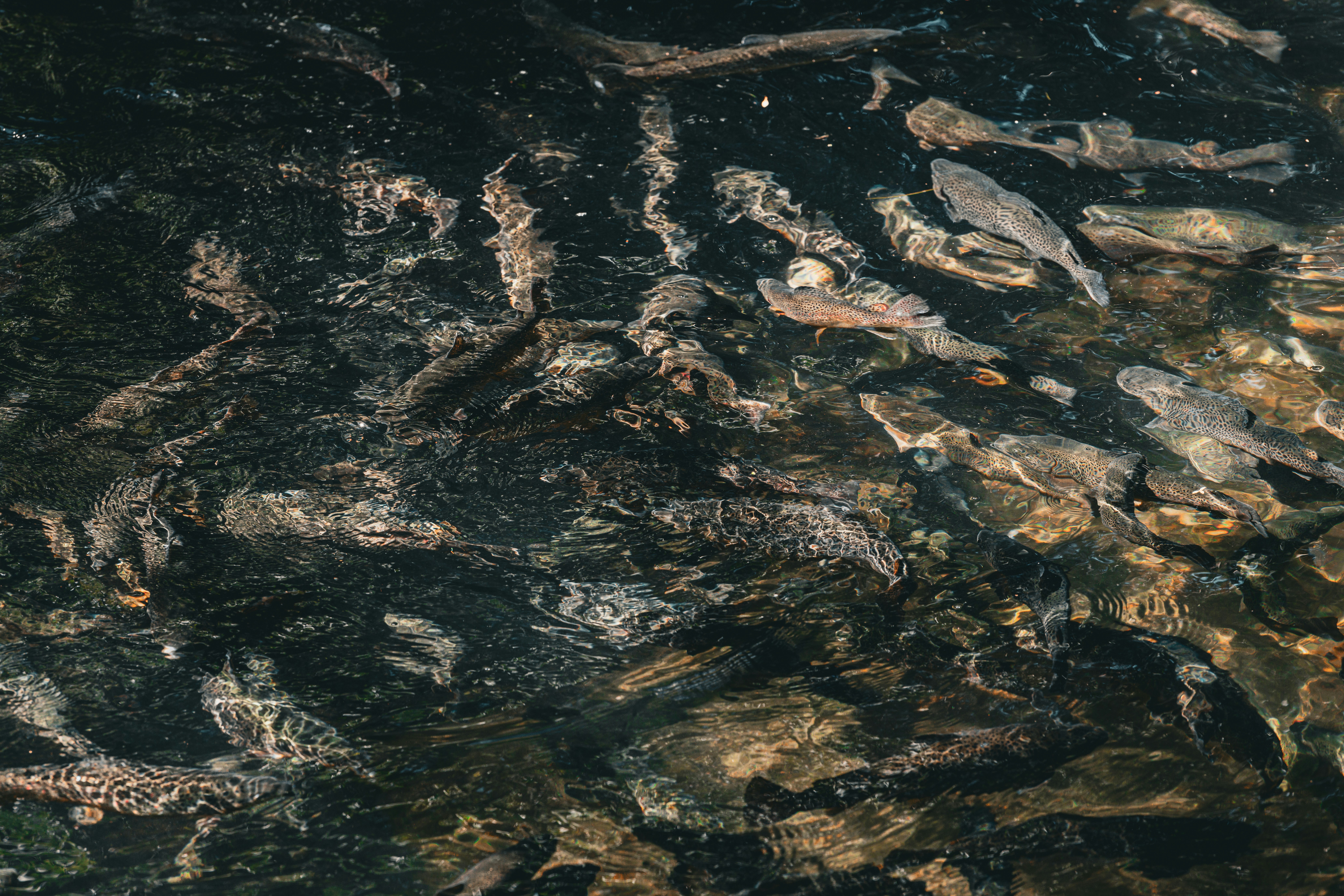 School of Quiet Rivers: Dense Koi-like Movement Under Murky Water
