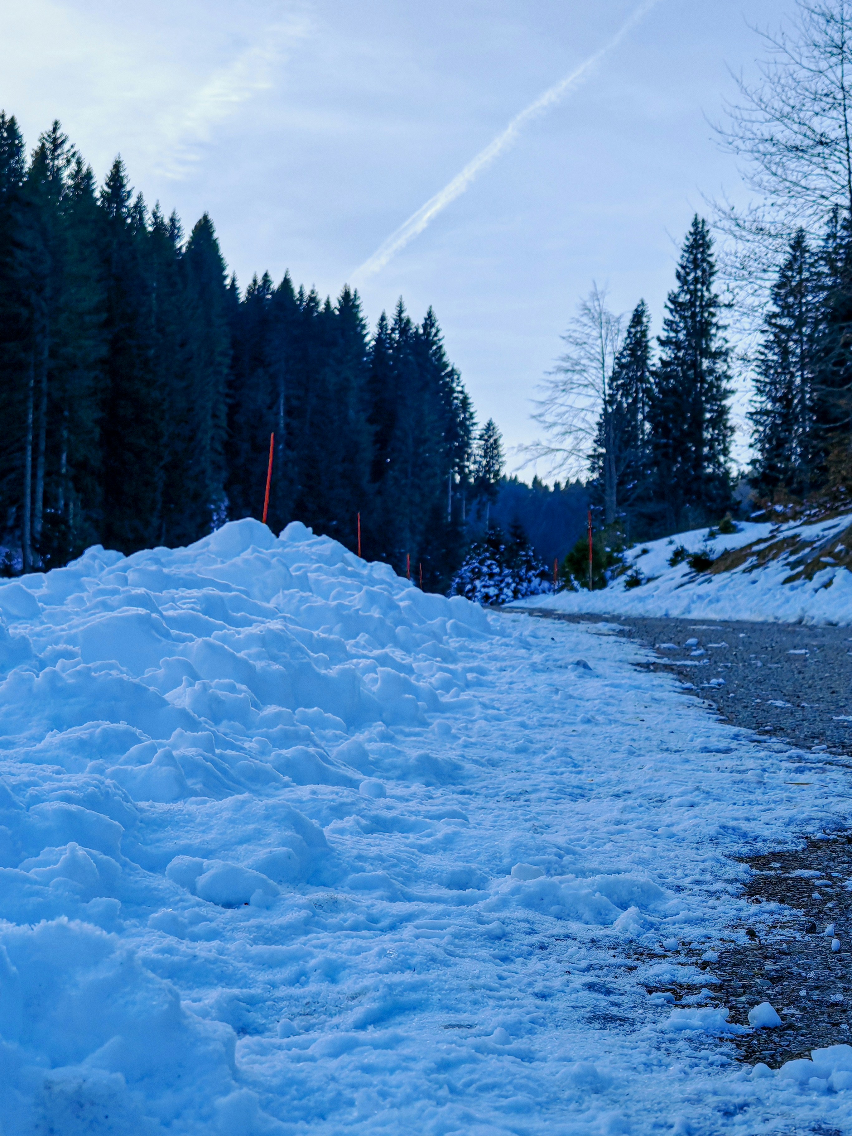 Snowbound Roadway Through Shadowed Pines