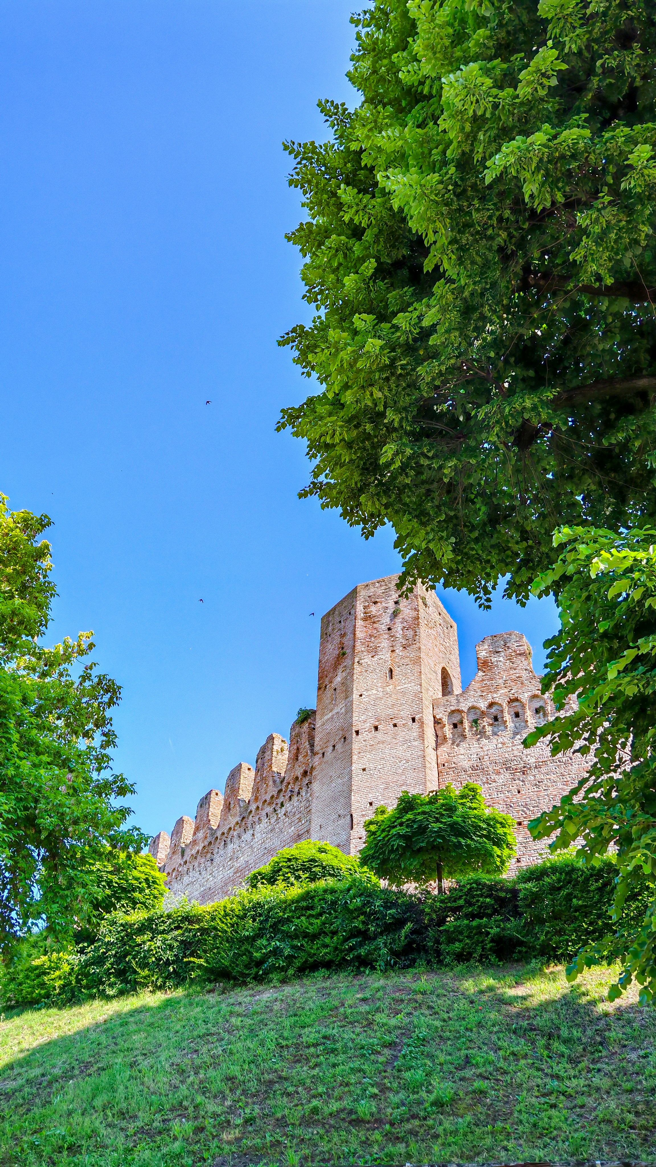 Ruins Under a Verdant Canopy