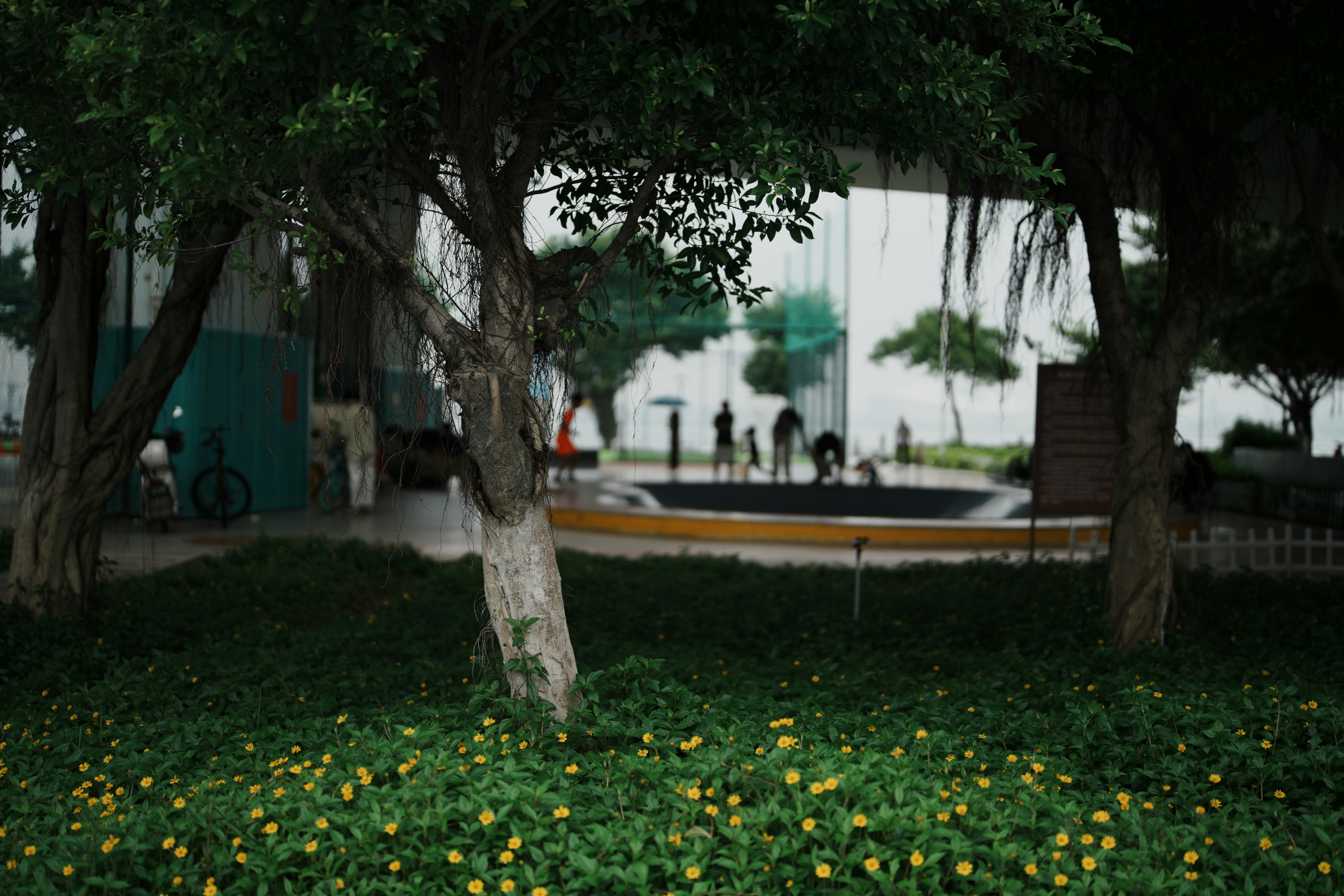 Quiet Campus Courtyard Under a Canopy of Trees