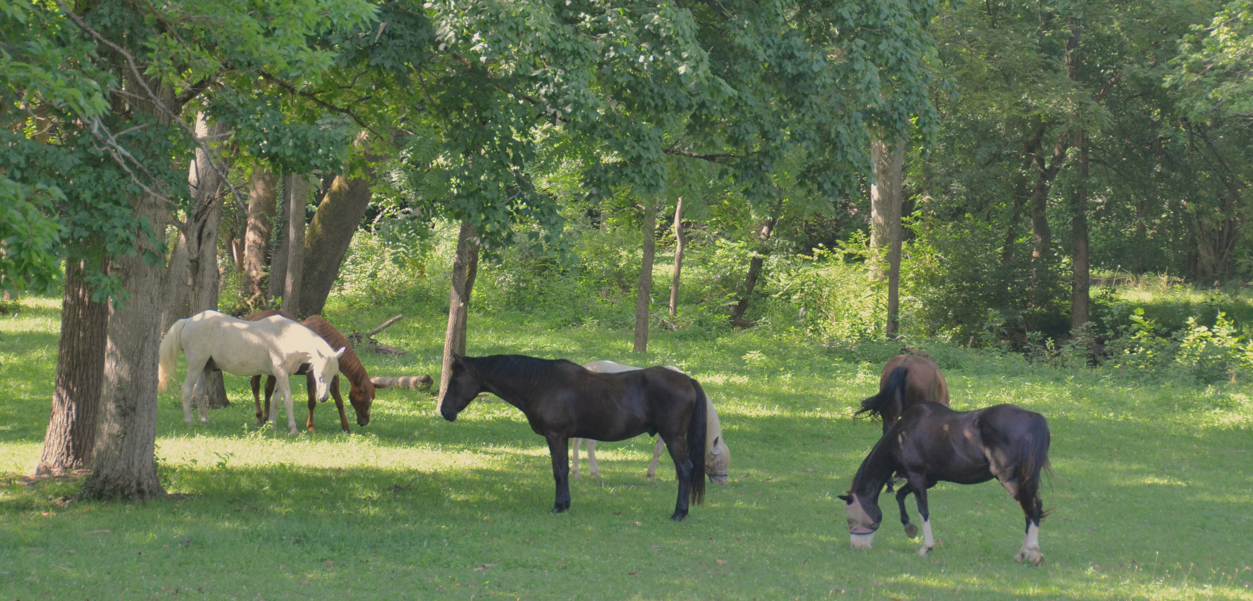 Foals and a Mare Beneath Dappled Forest Light