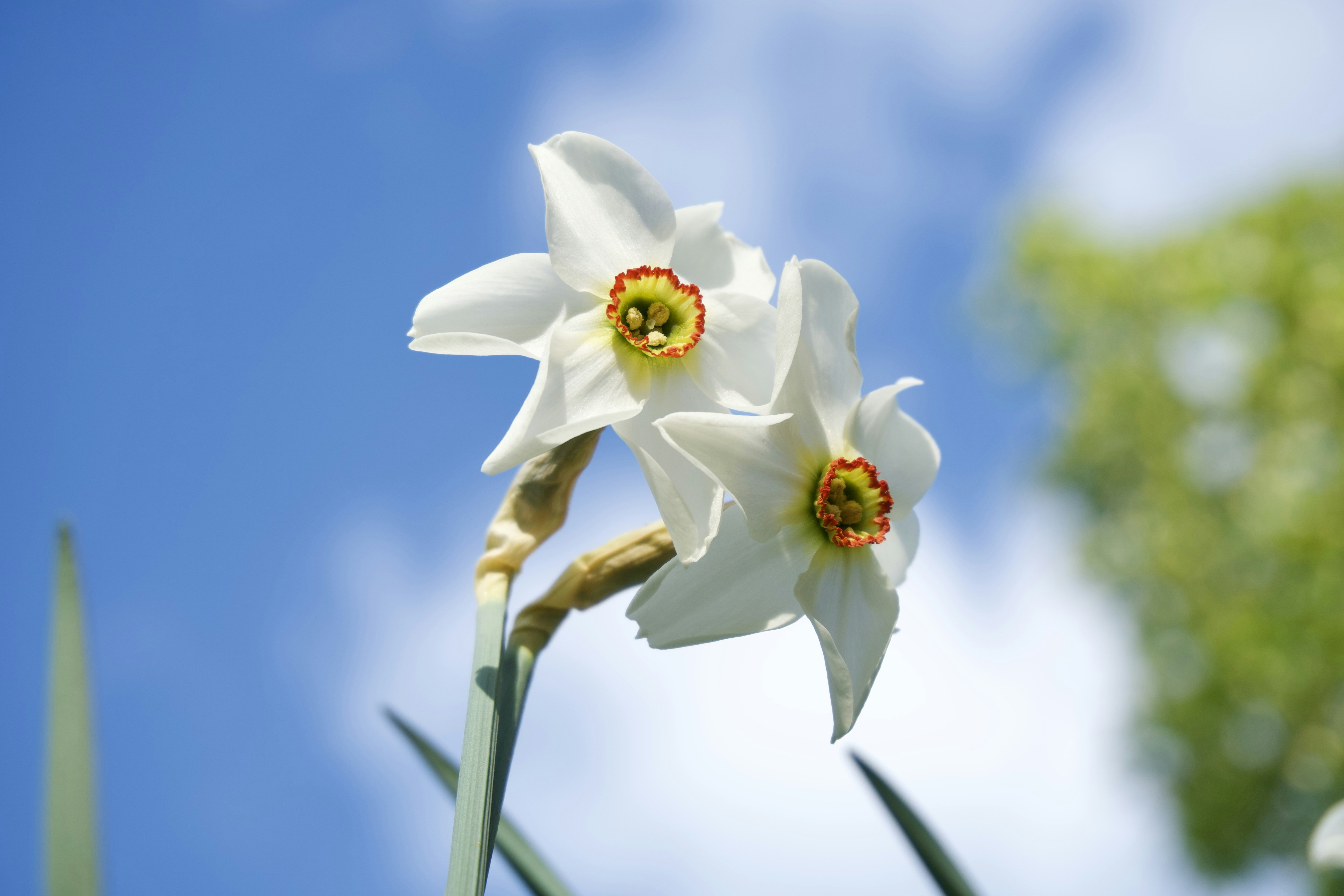 Two Daffodils in Bloom Against a Clear Sky
