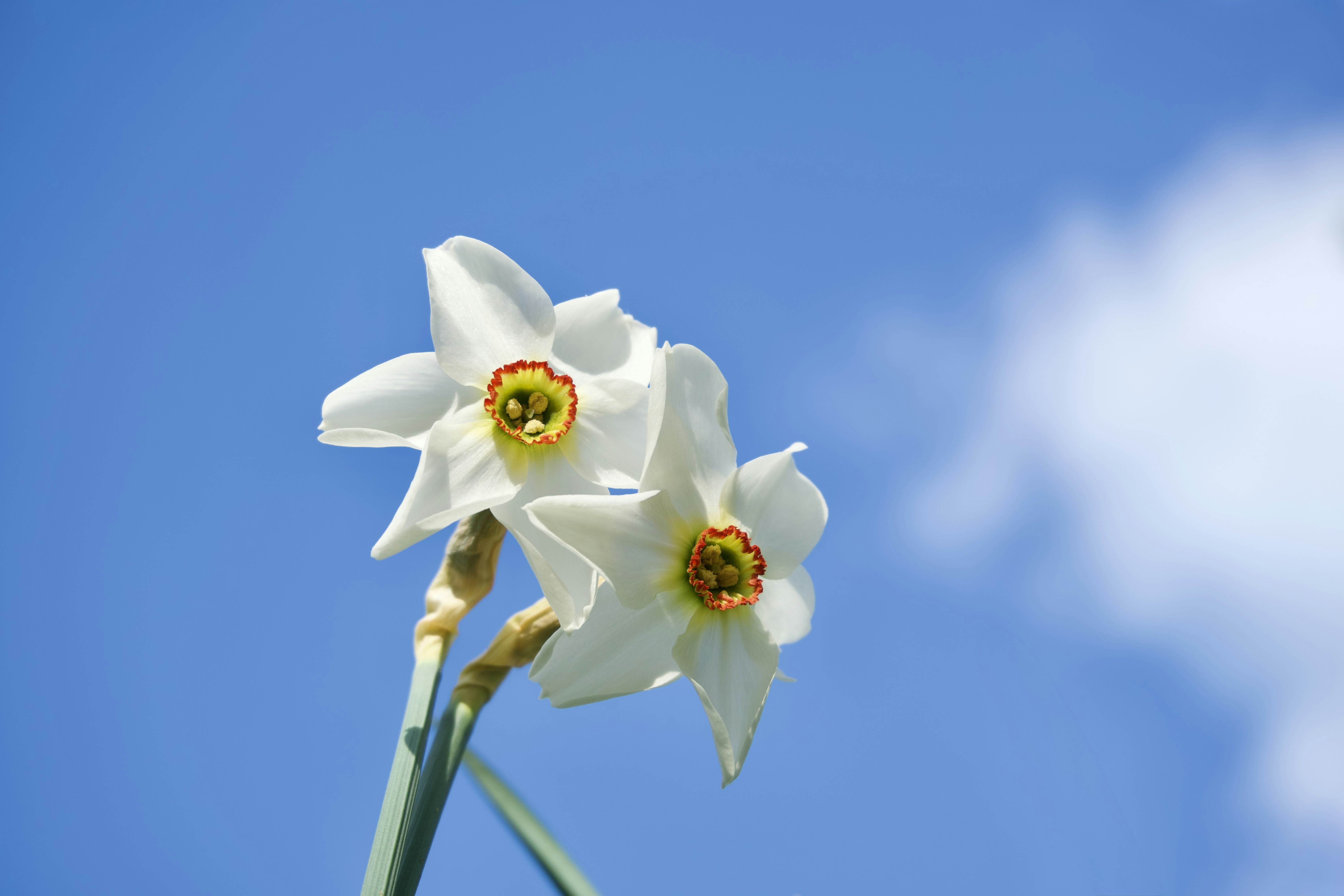 Azure sky, white narcissus: a close-up of delicate blooms against a clear backdrop