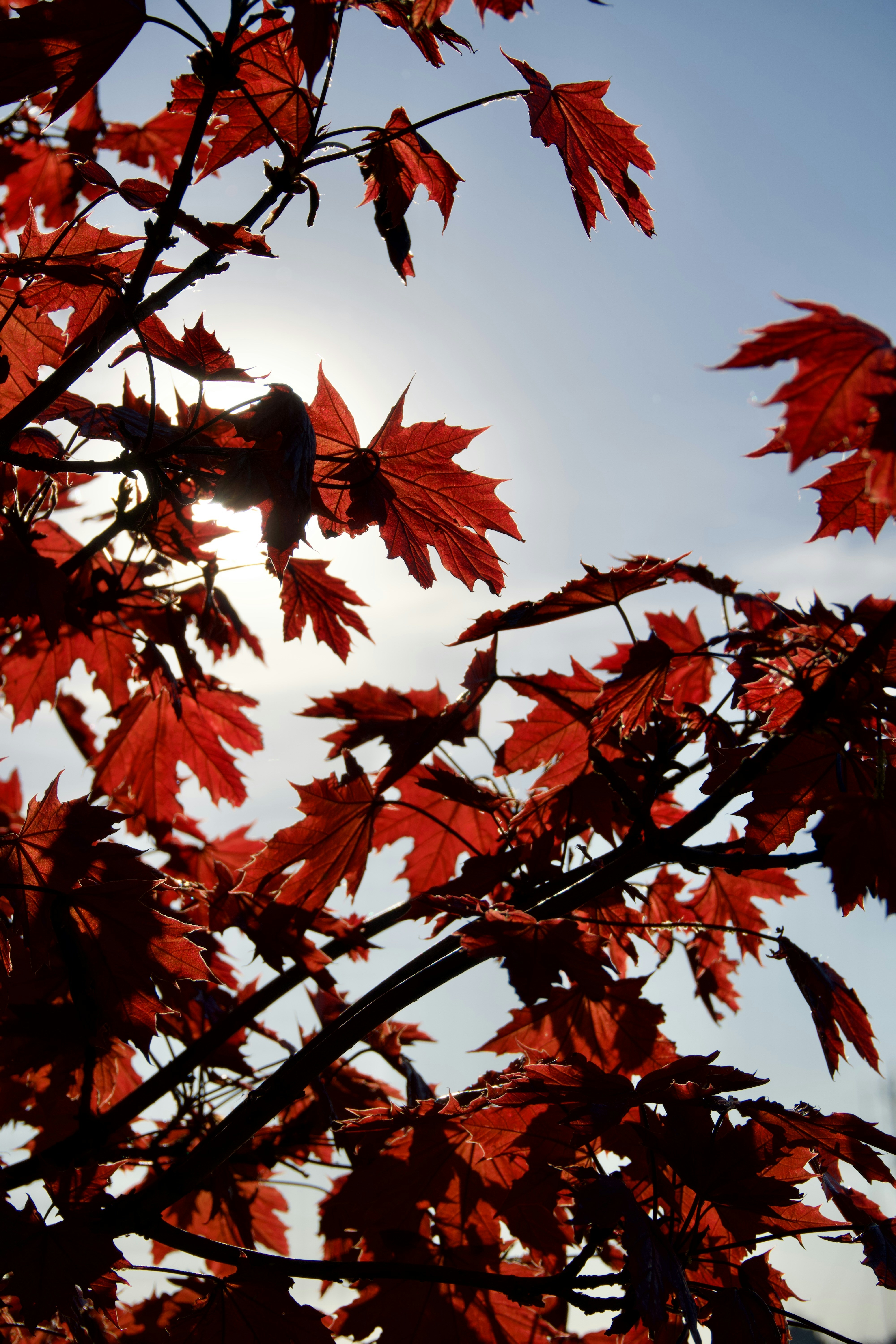 Crimson Maple Against the Sky