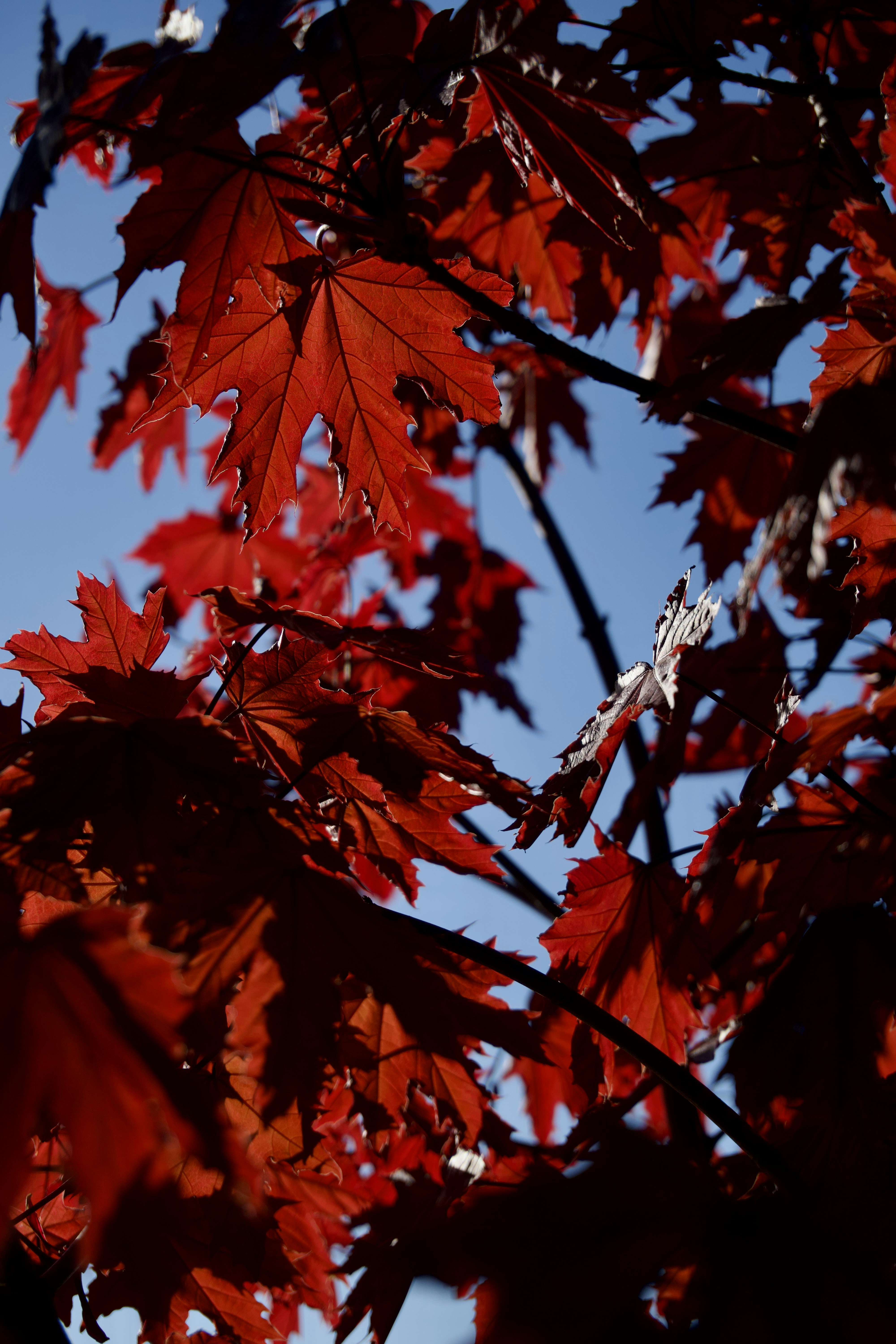 Crimson Maple Canopy Against a Clear Winter Sky