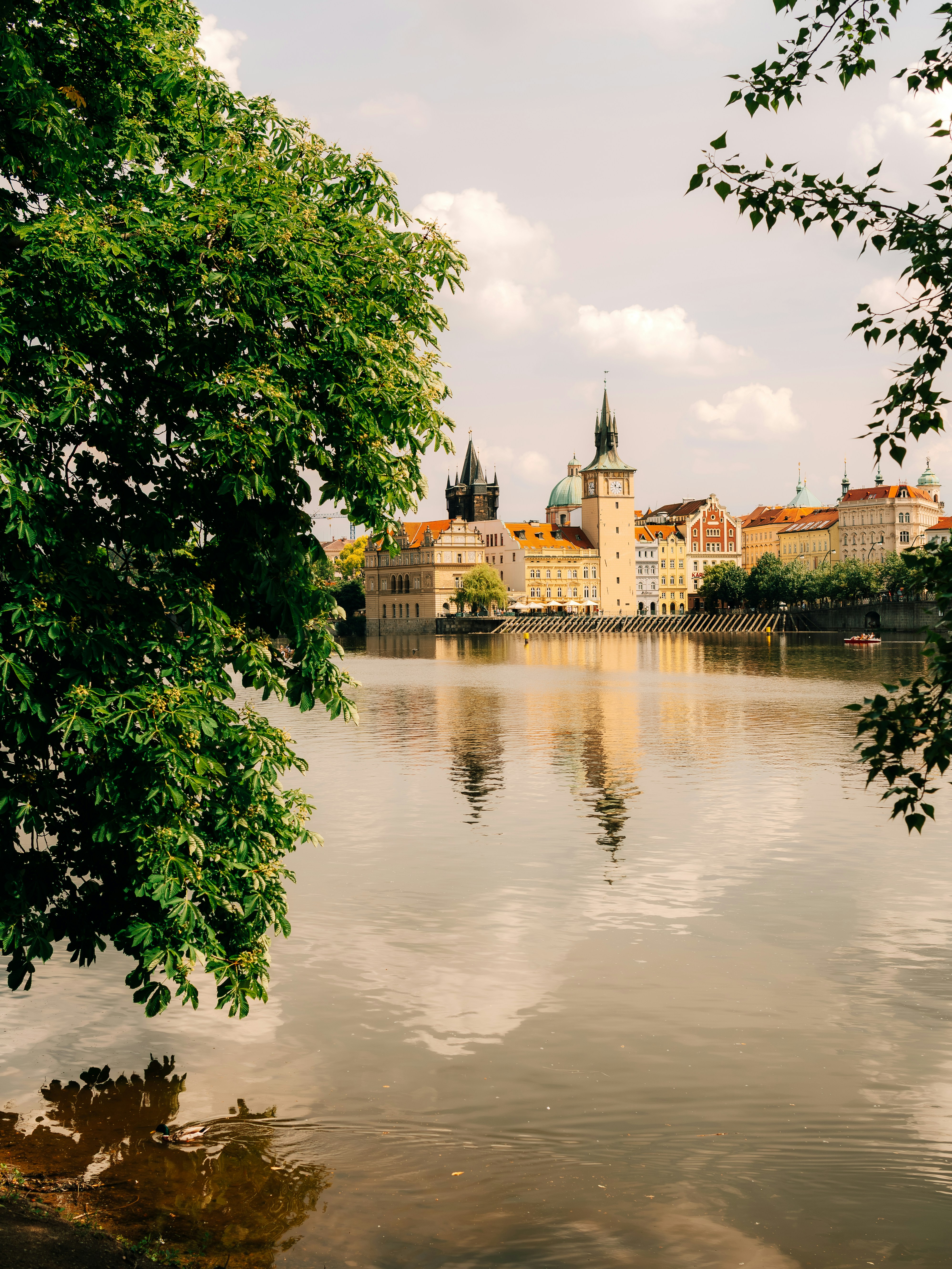 Riverside Cityscape Framed by Lush Greenery