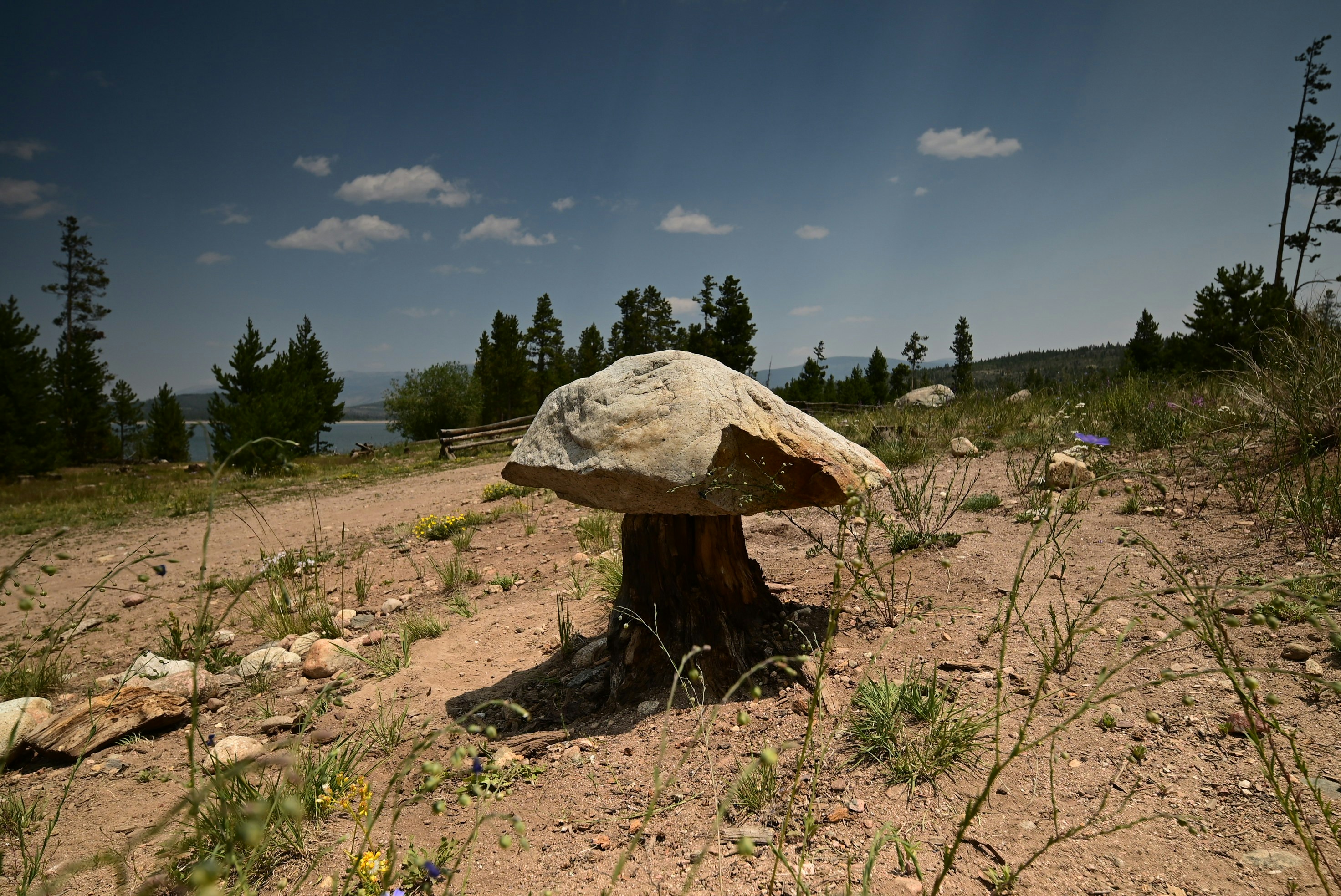 Mushroom Sentinel: A Gnarled Fungus Watches Over a Sea of Stones
