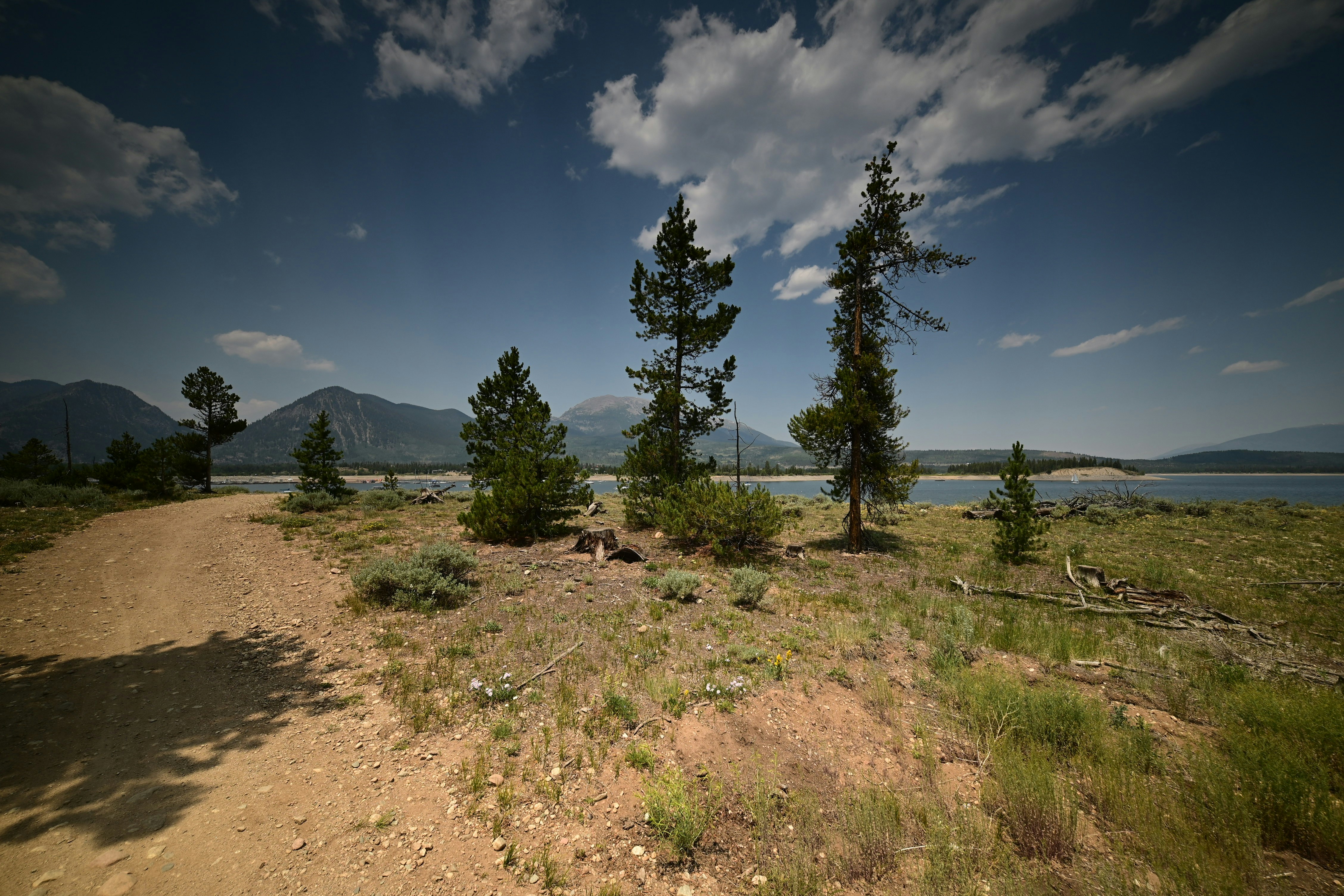 Sunlit Pines at the Shoreline Rim