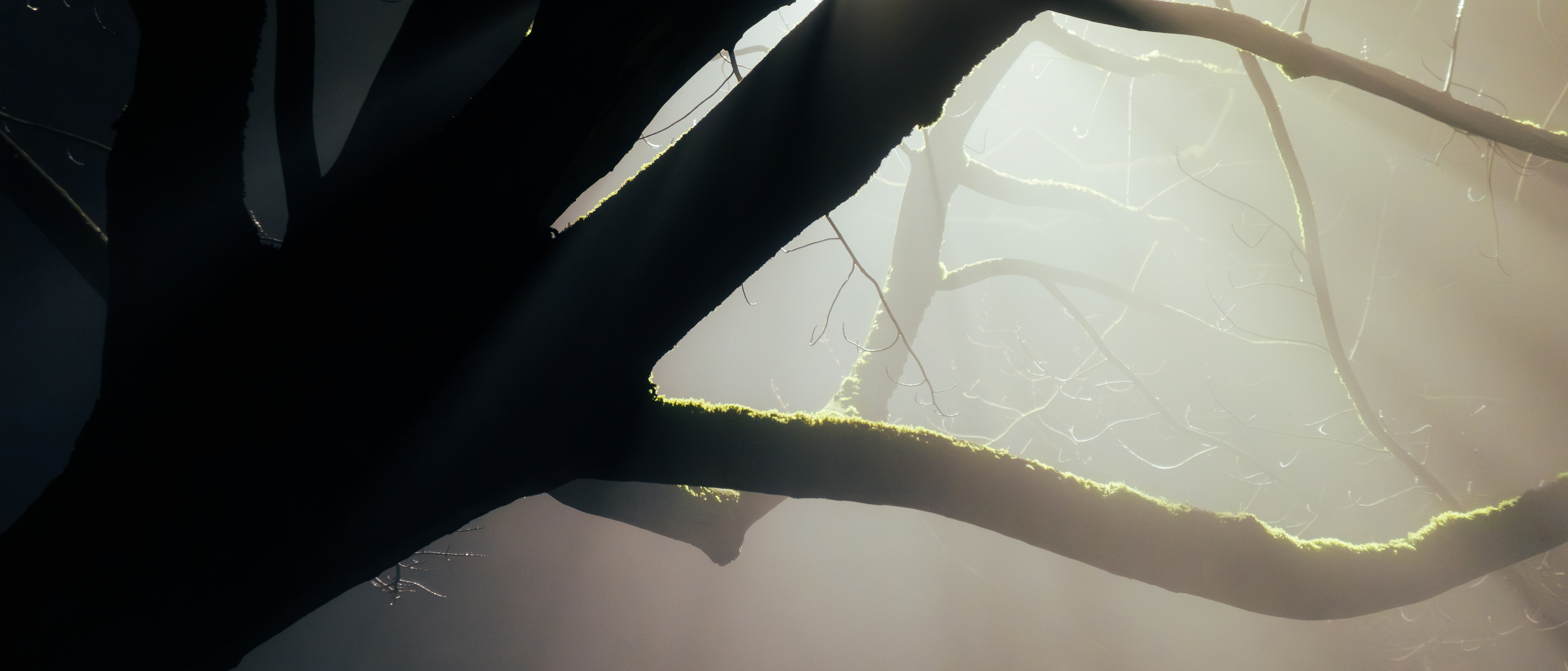Sunlit Moss on a Nebulous Branch
