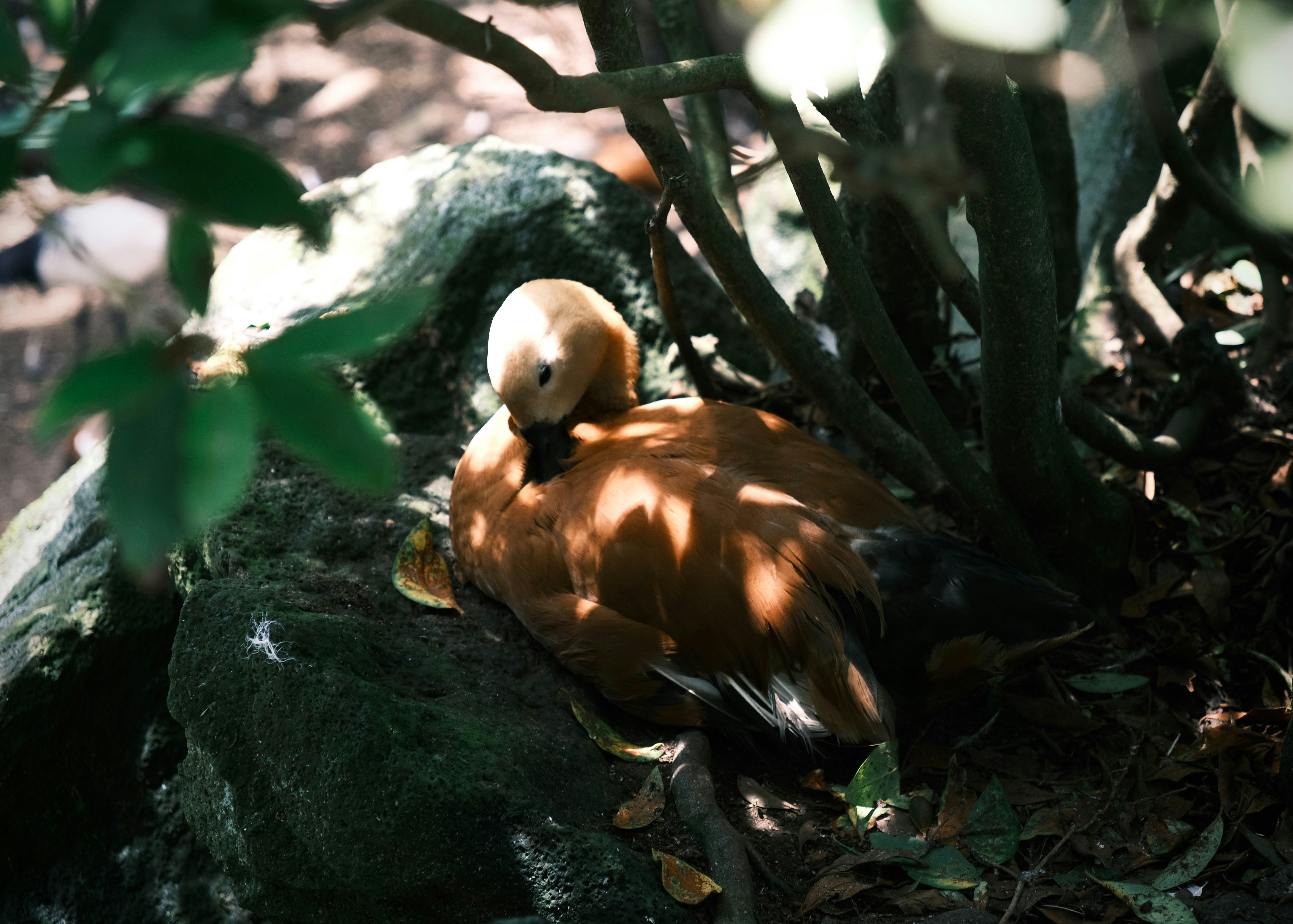 Hidden Ember Duck in Dappled Shade