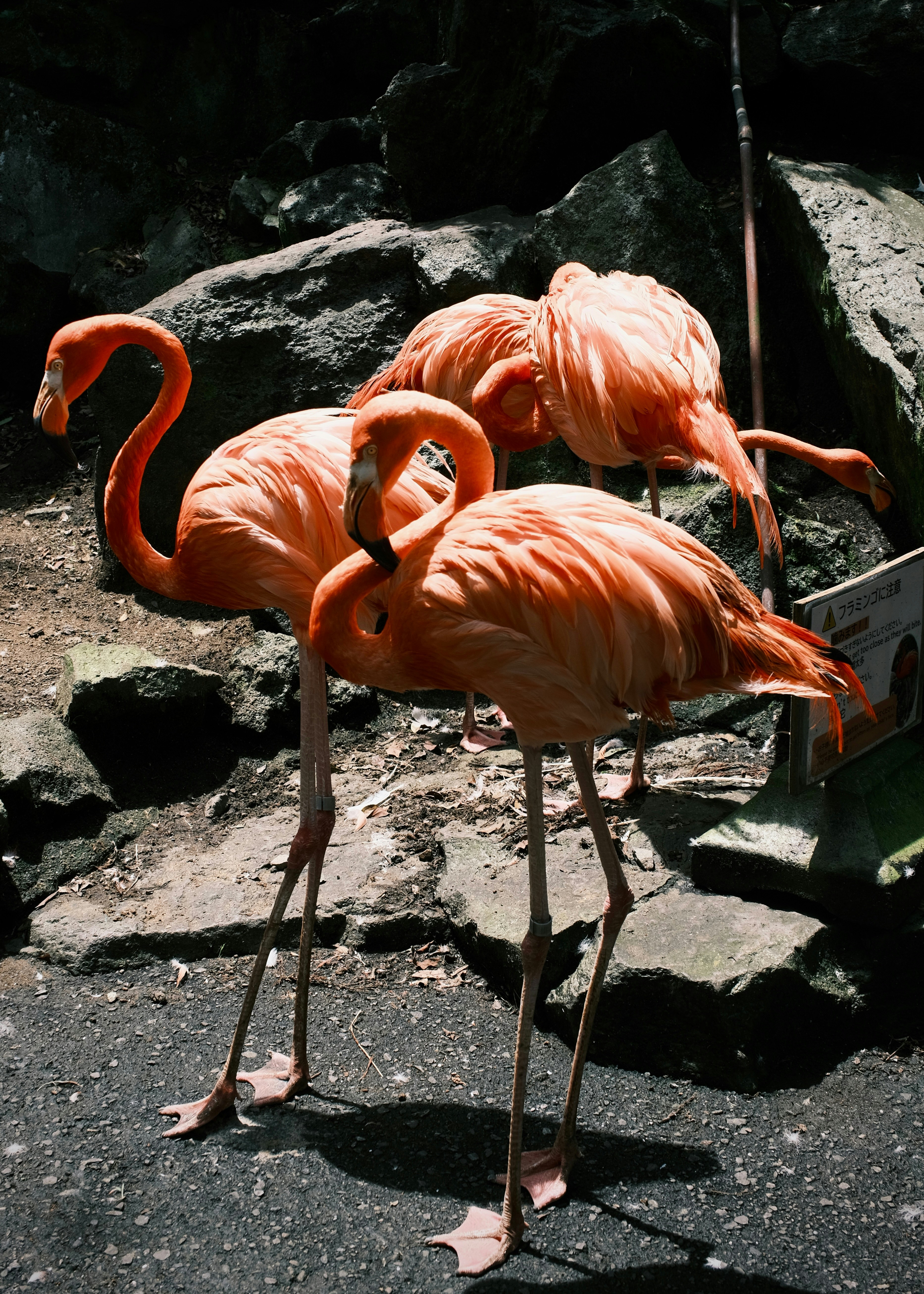 Flamingo Core: Trio of Pink Grace Against Rough Rock