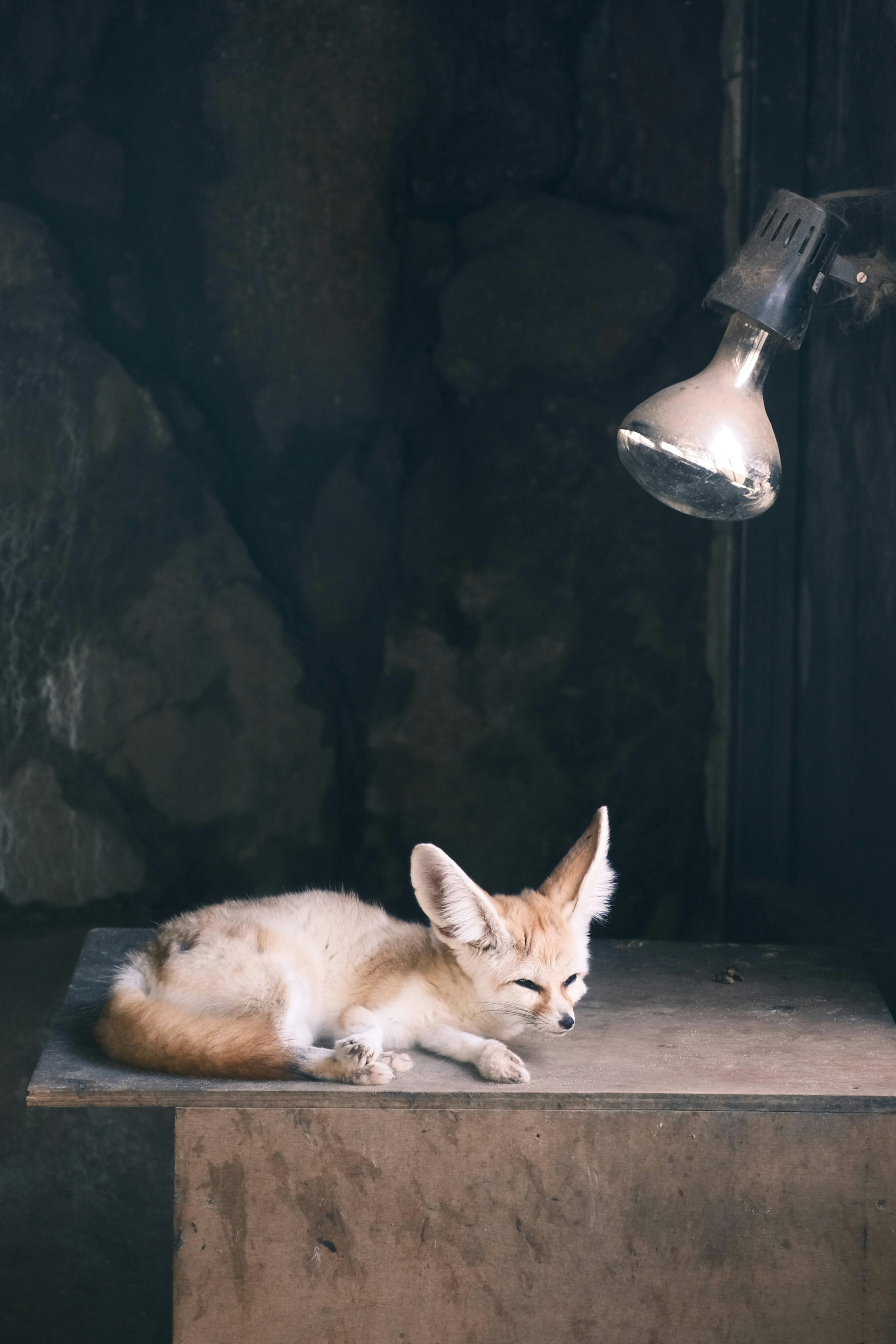 Sunlit Fox Kit Resting Under a Spotlight