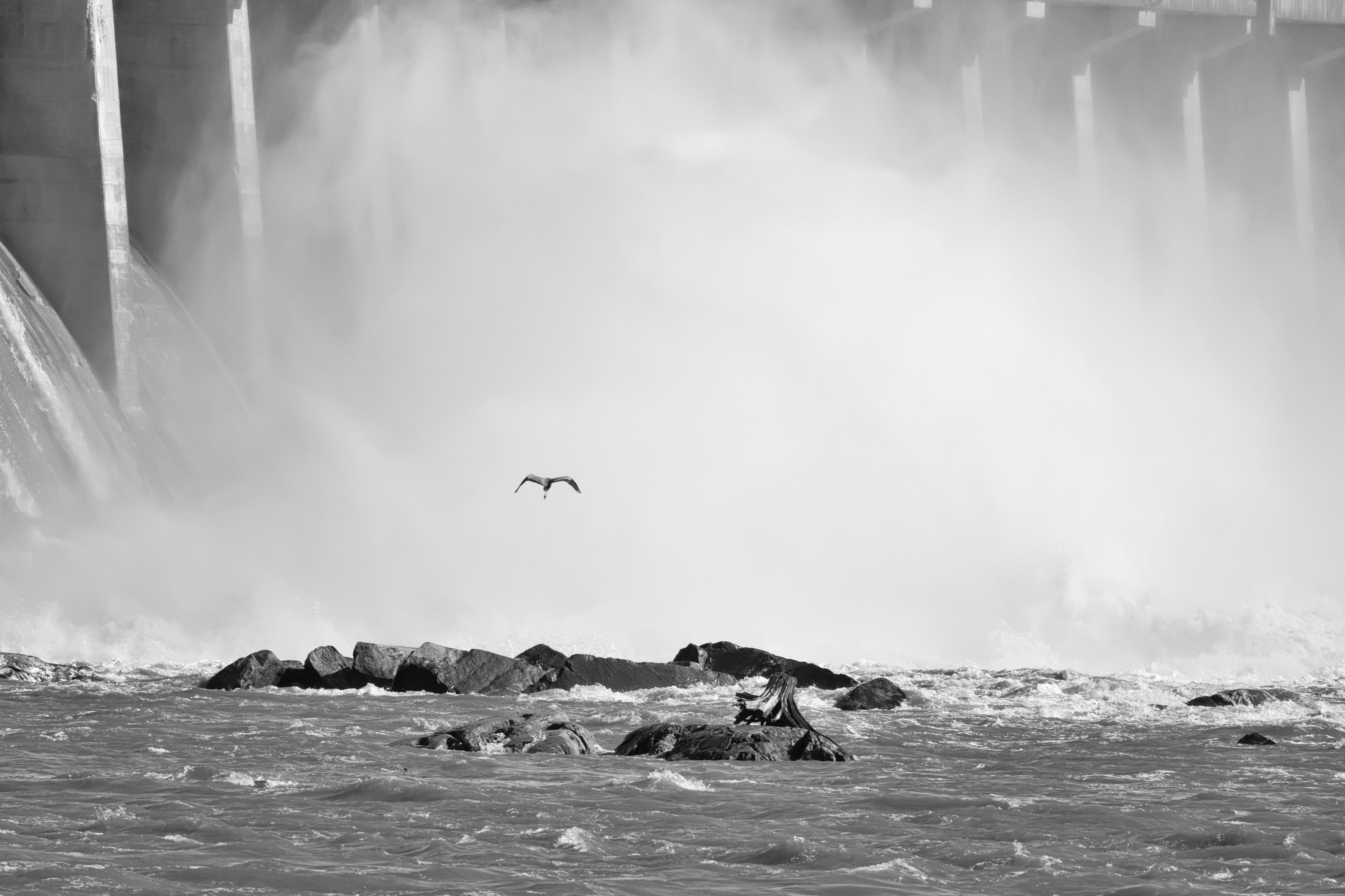 Gulls glide above churning water and spray near a rocky outcrop at a dramatic waterfall break, captured in high-contrast monochrome to emphasize texture and motion.