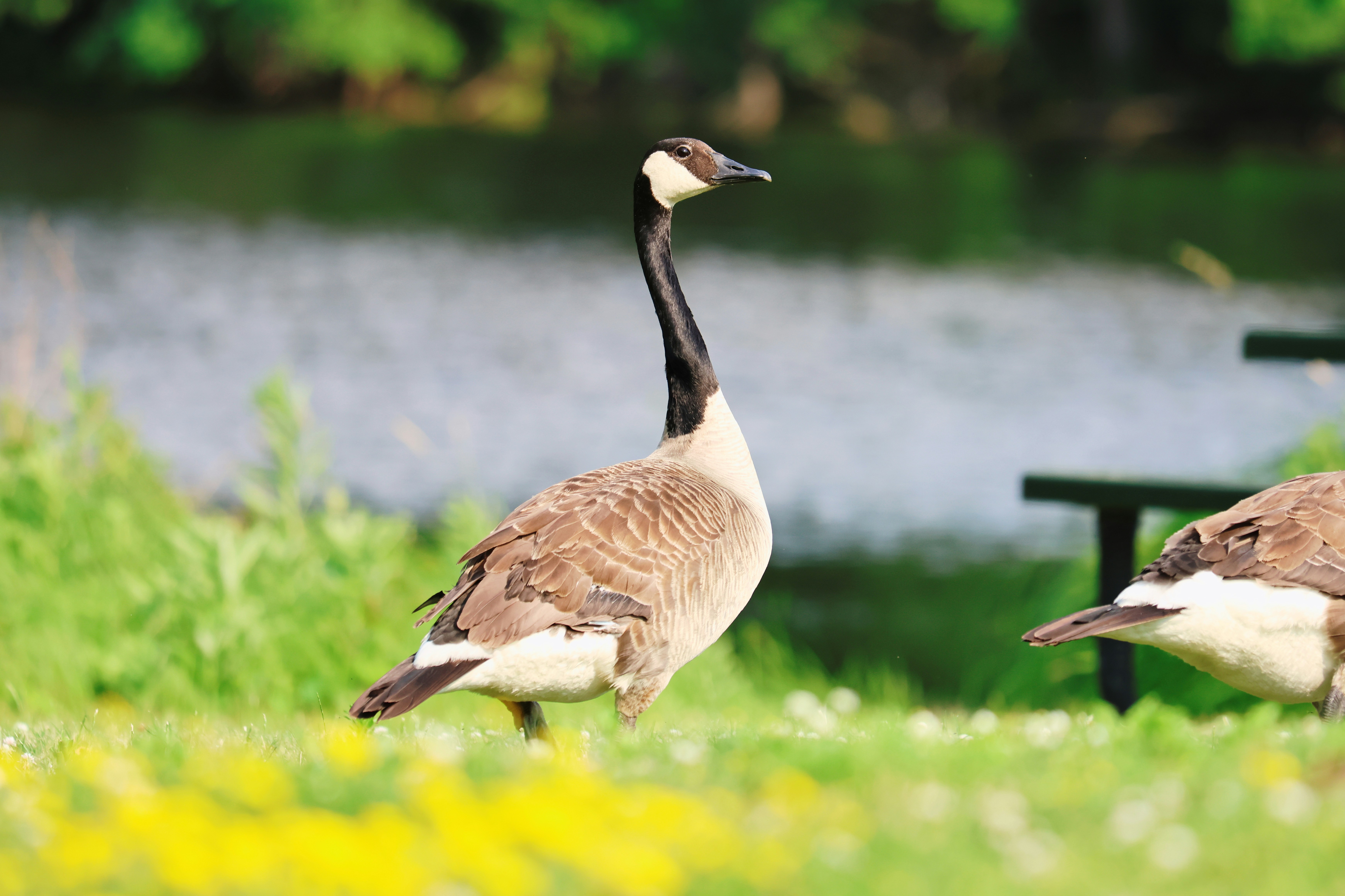 Graceful Goose in a Sunlit Park