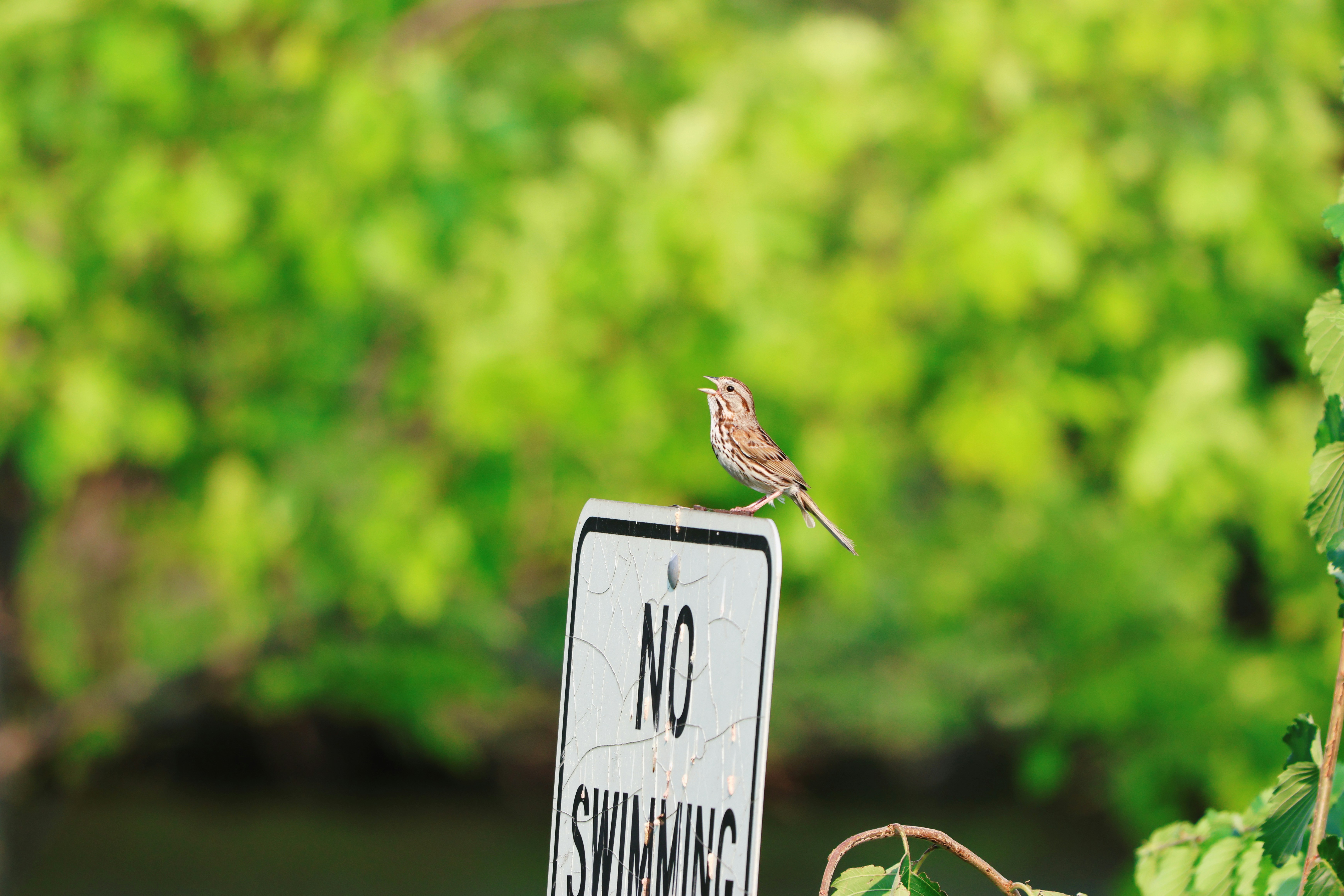 A Song Sparrow sings in the Sun on top of a No Swimming sign at a local neighborhood park