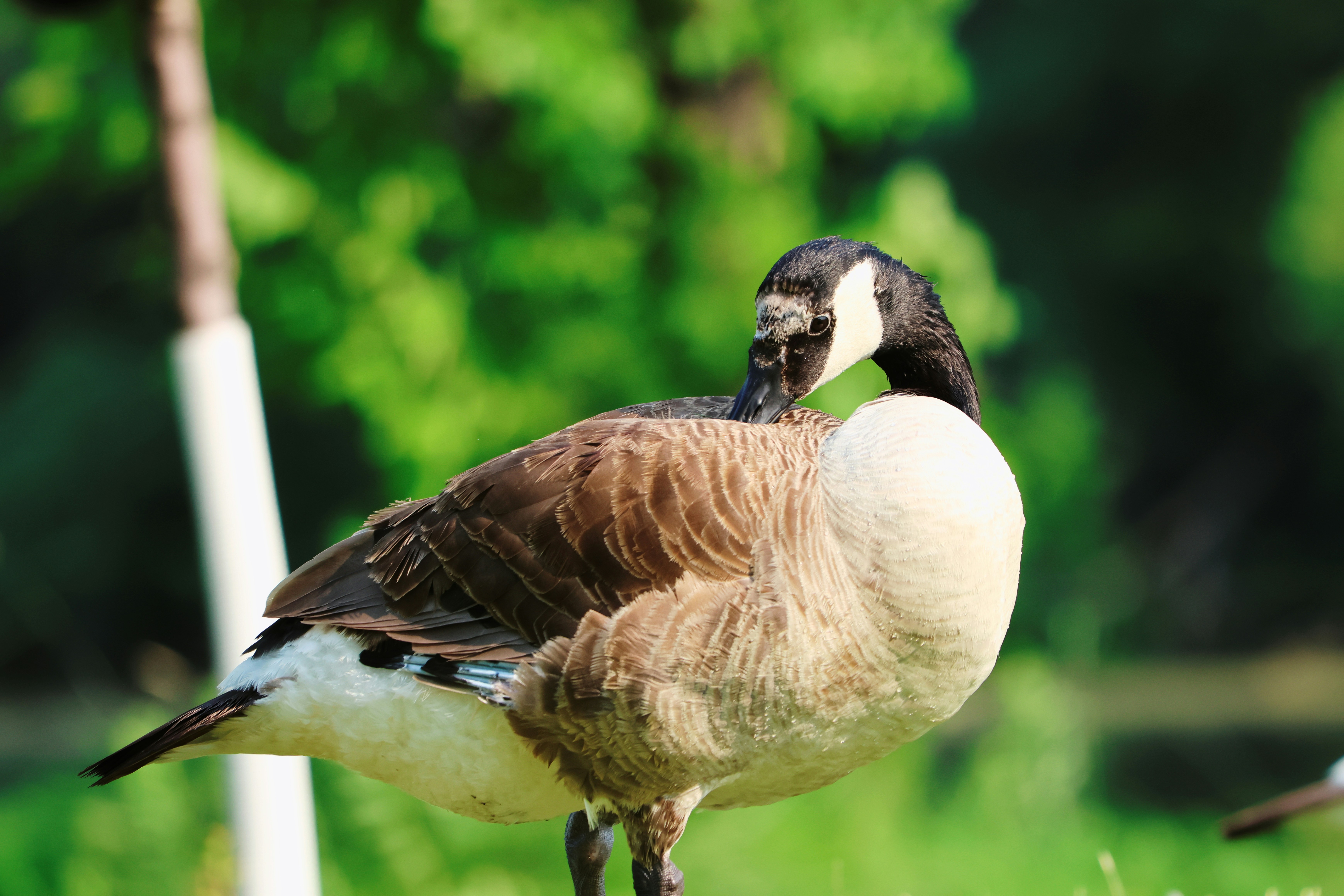 Graceful Curvature: A Canada Goose Struts in Soft Evening Light