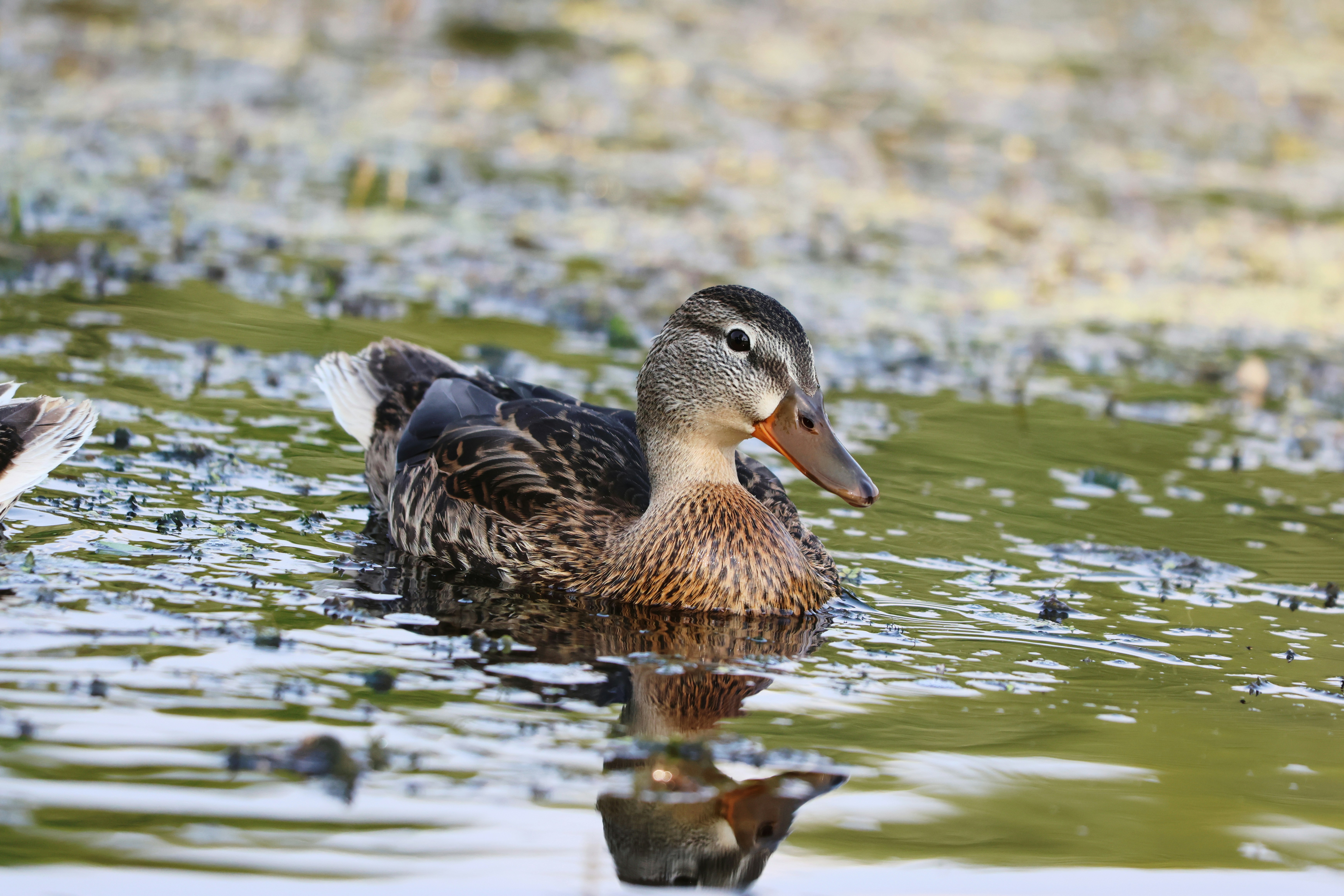 Centered Duck on Quiet Pond: Reflection and Ripples