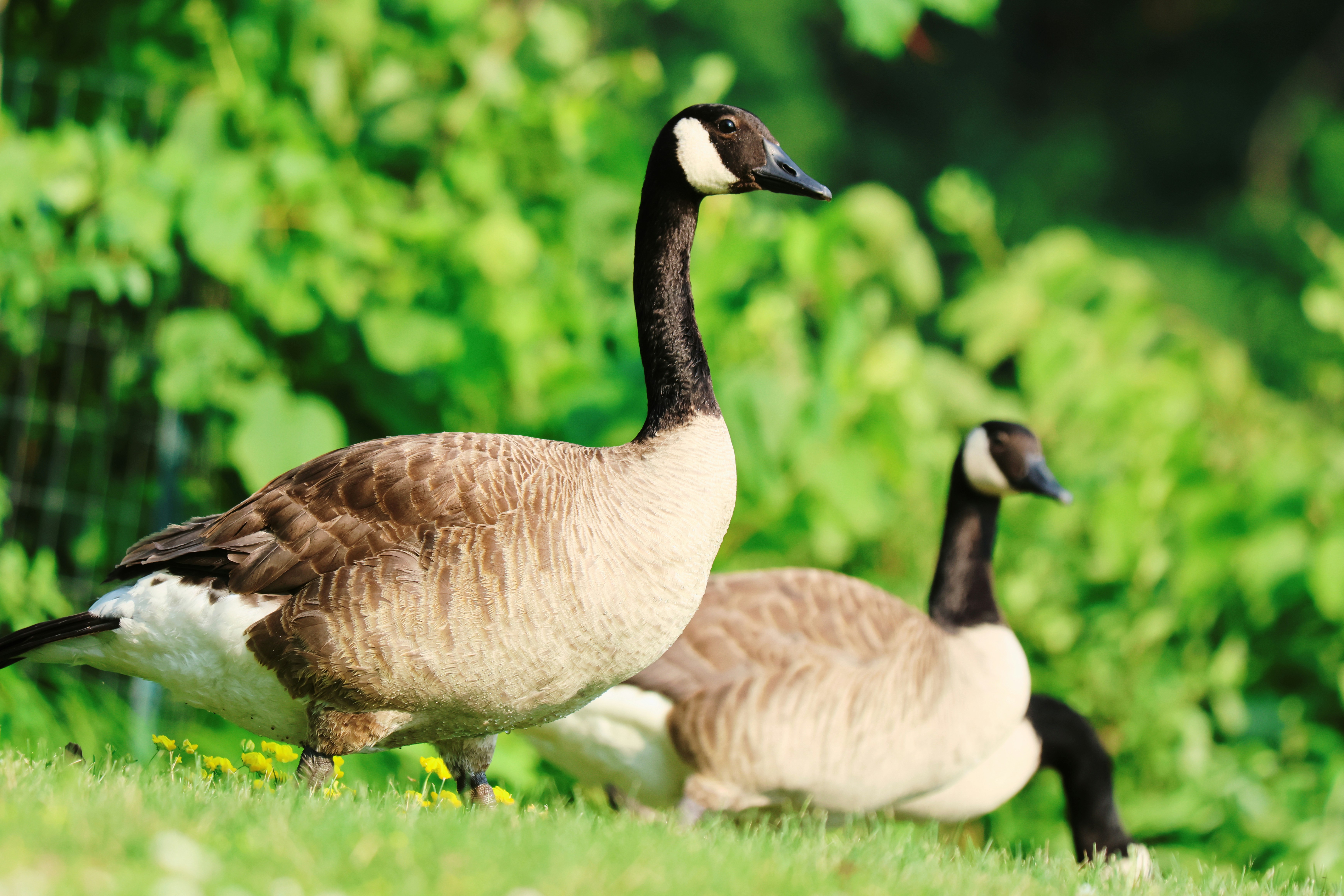 Two Canada Geese Guard the Green Meadow