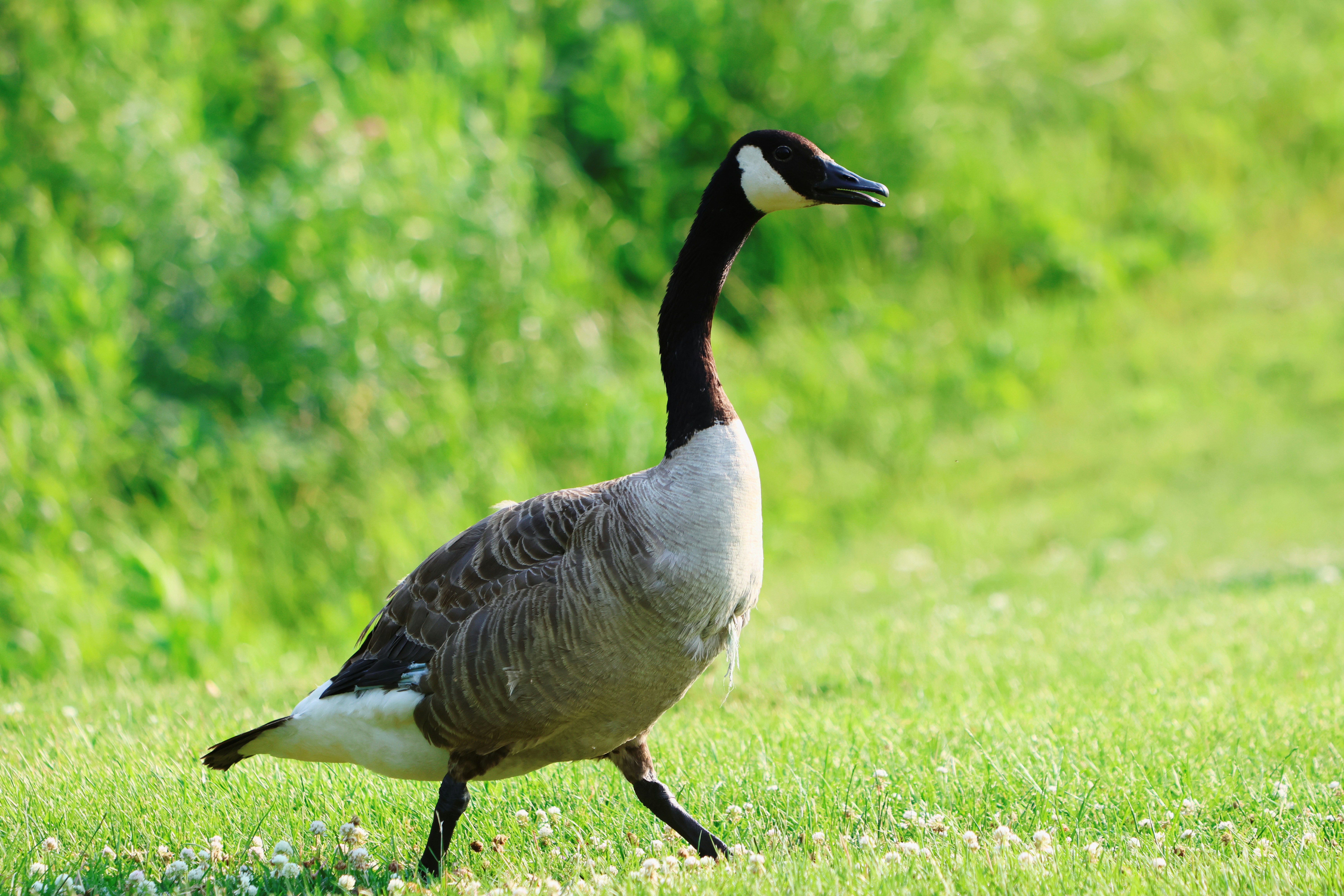 Grazer in Focus: A Canada Goose Striding Across Sunlit Meadow