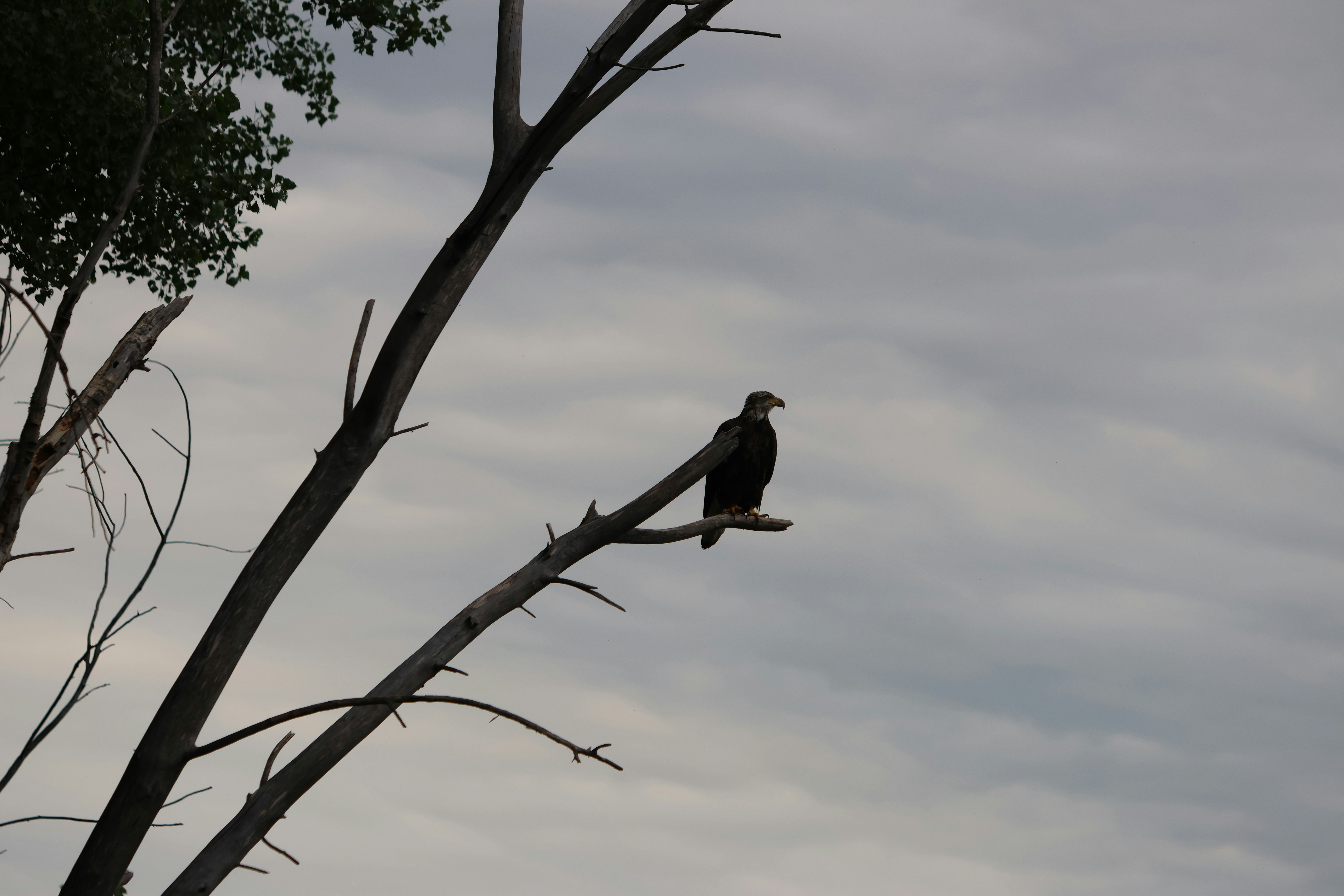 Sentry in the Silhouetted Branches