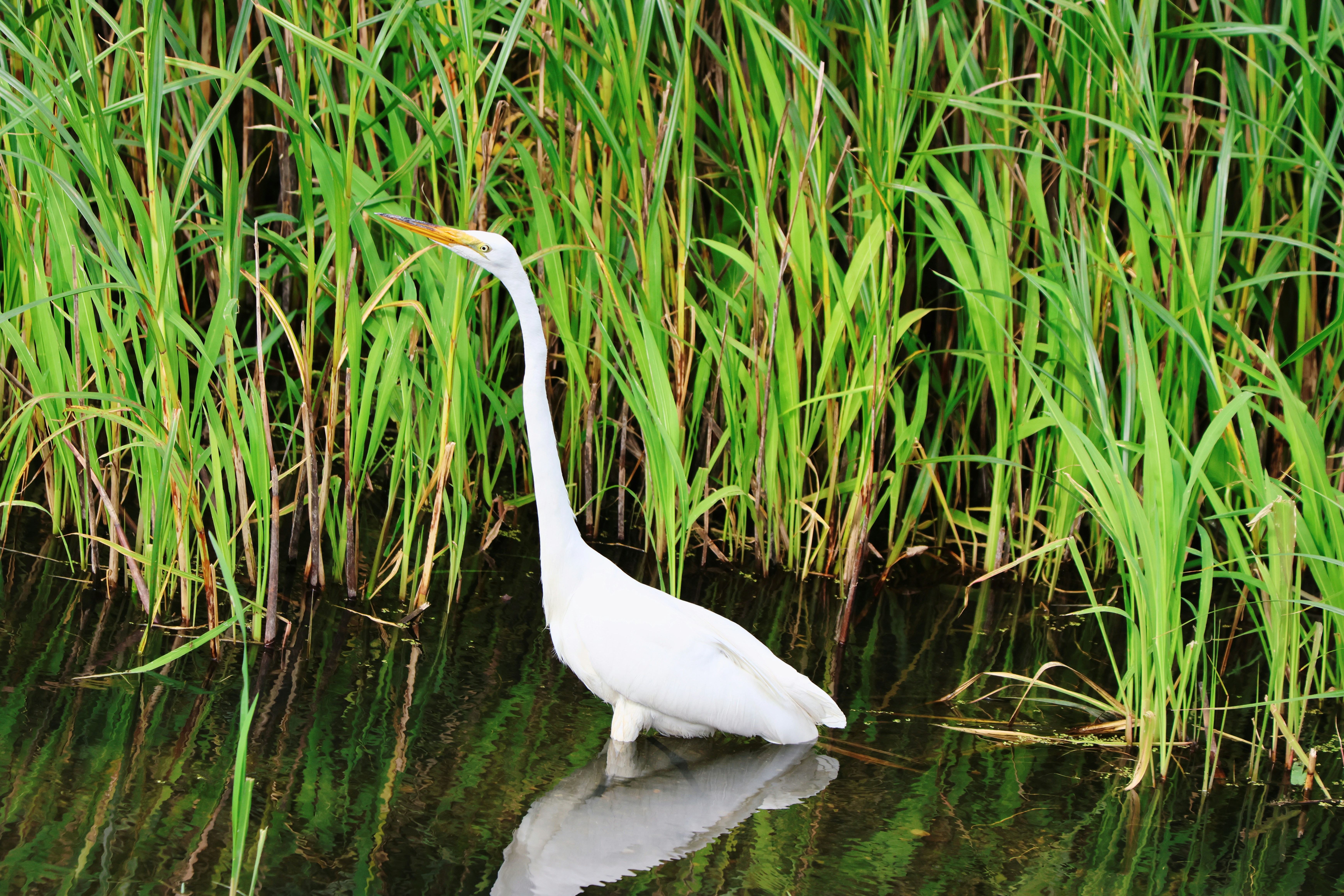 Heron in Marsh: White Elegance Amid Green Reeds