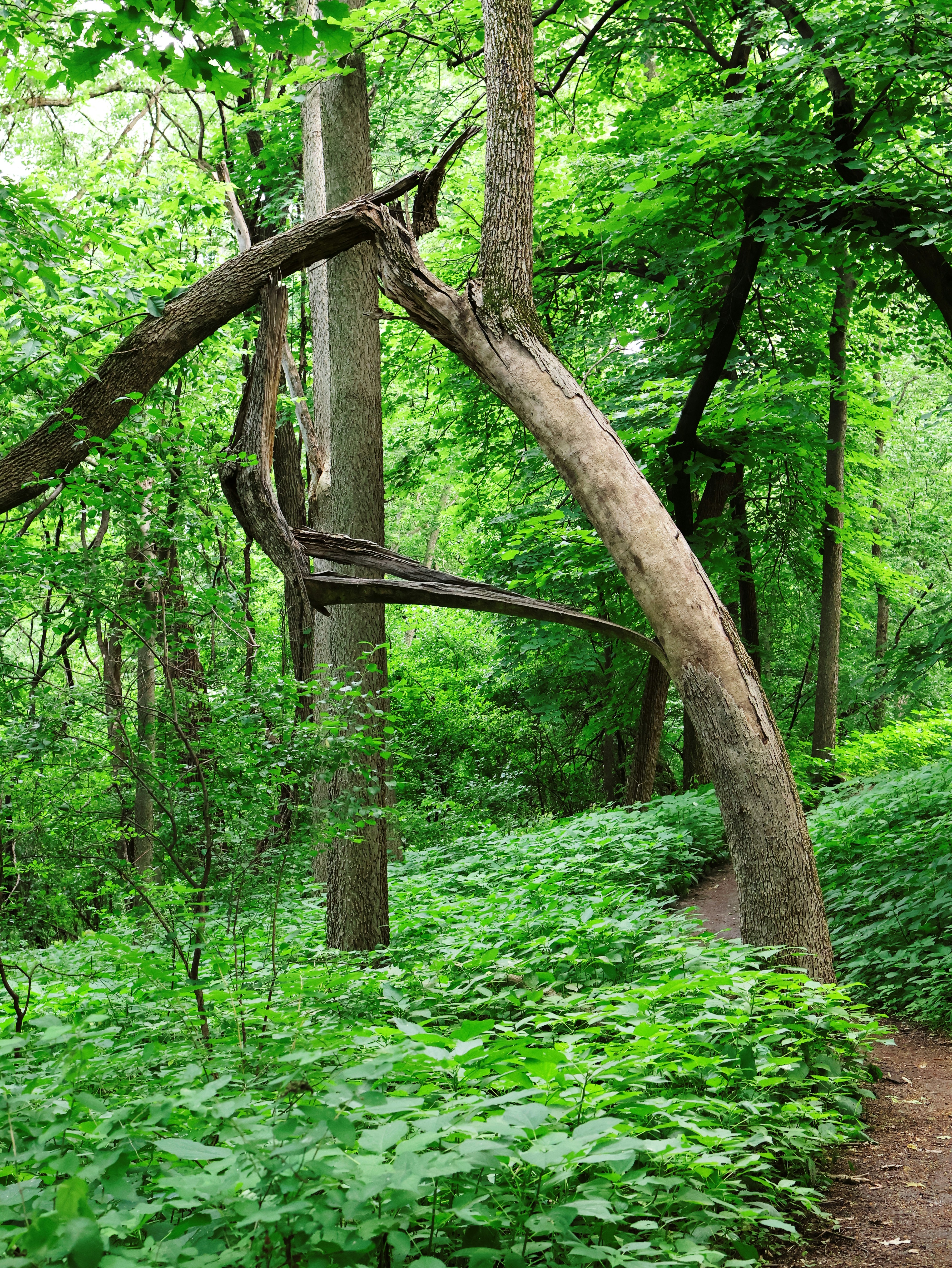 Curved Tree Arc: A Green Corridor in Quiet Forest
